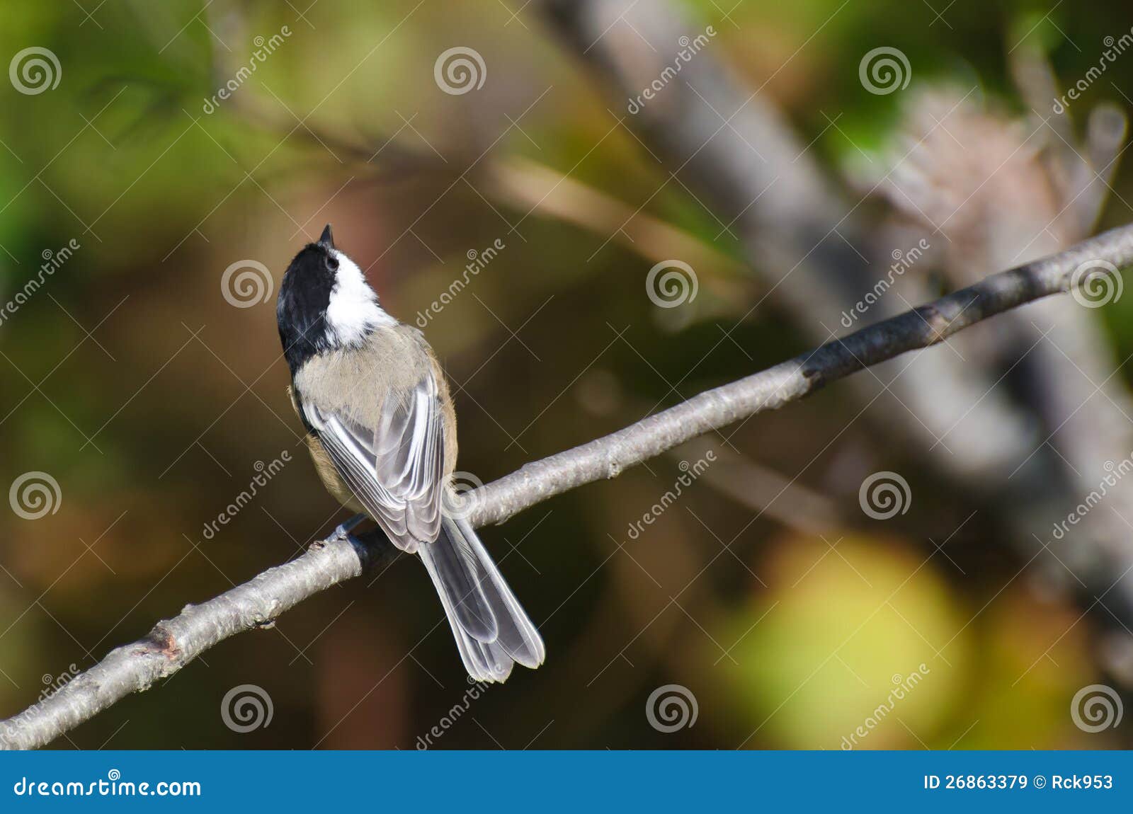 Black-Capped Chickadee Perched in a Tree Stock Image - Image of ...