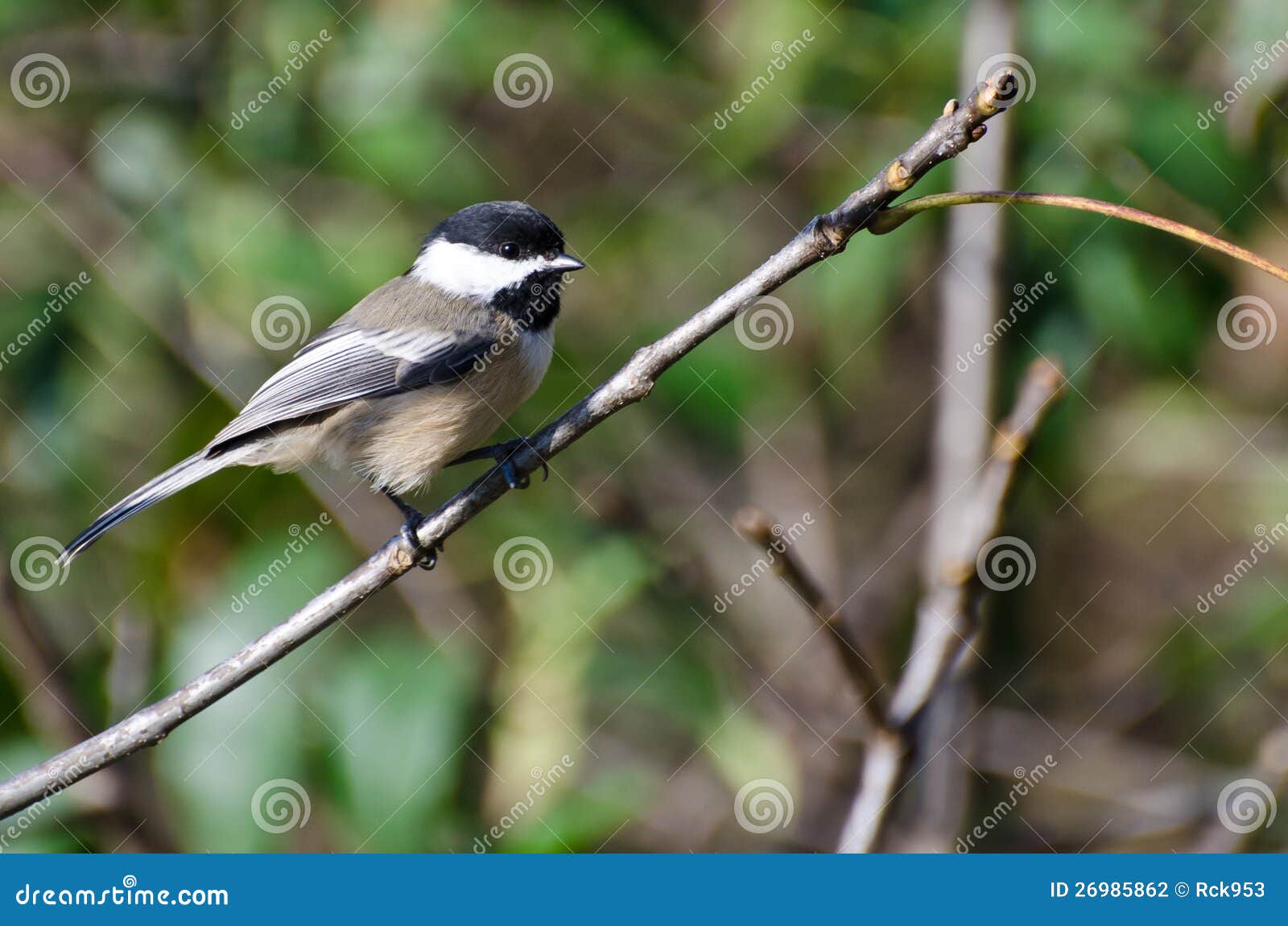 Black-Capped Chickadee Perched in a Tree Stock Photo - Image of ...