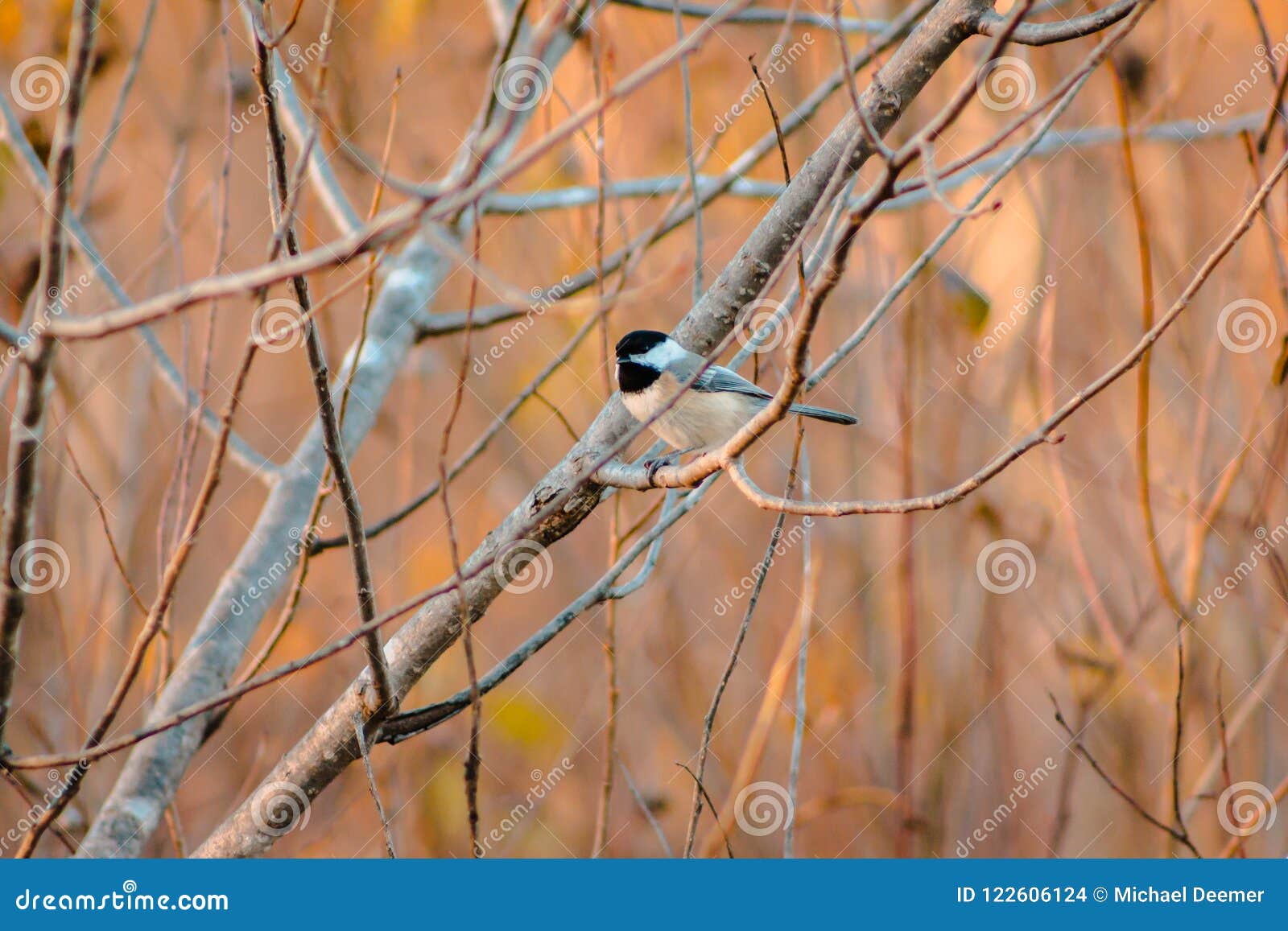Black Capped Chickadee Perched in a Tree Stock Photo - Image of bird ...