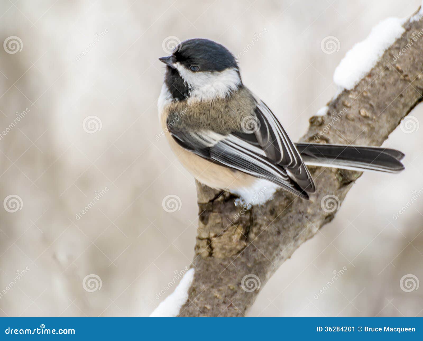 Black-capped Chickadee stock image. Image of branch, woodland - 36284201