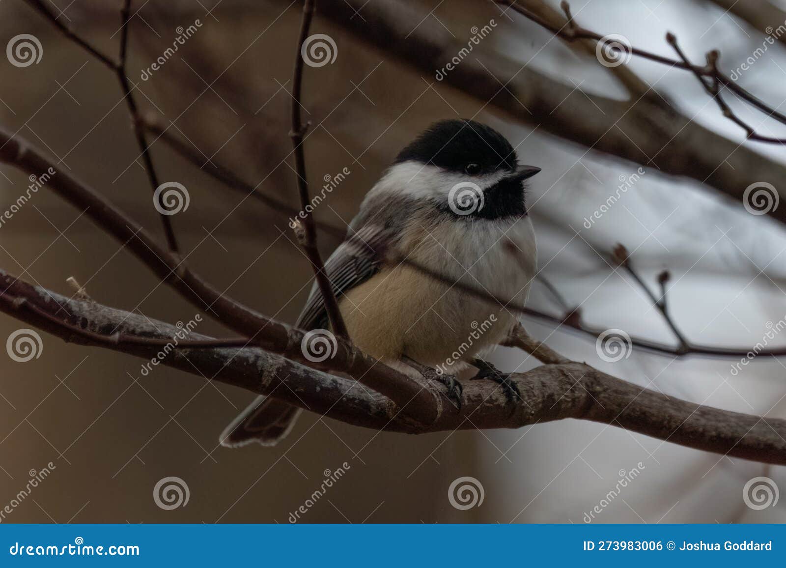 Black-capped Chickadee Perching on Tree Branch Stock Photo - Image of ...
