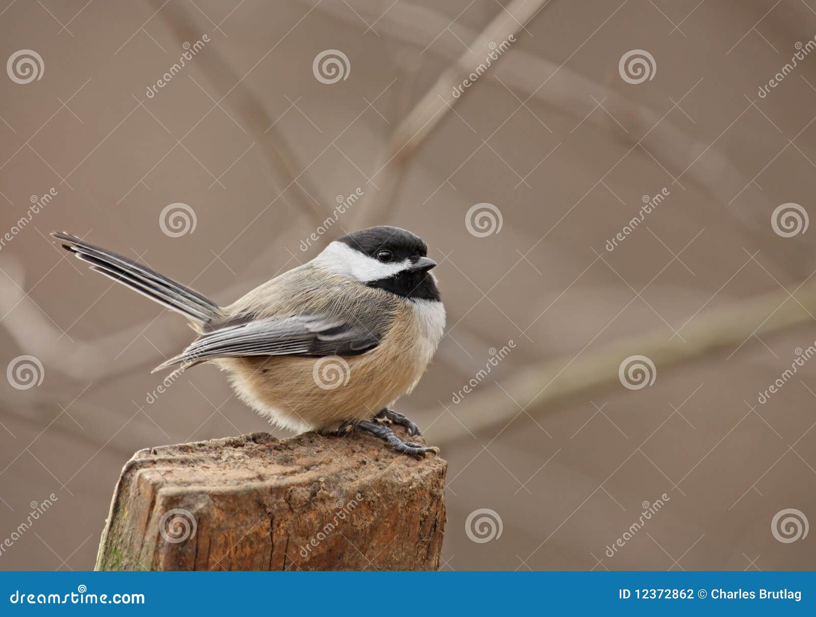 Black-capped Chickadee (Poecile Atricapilla) Stock Photo - Image of ...