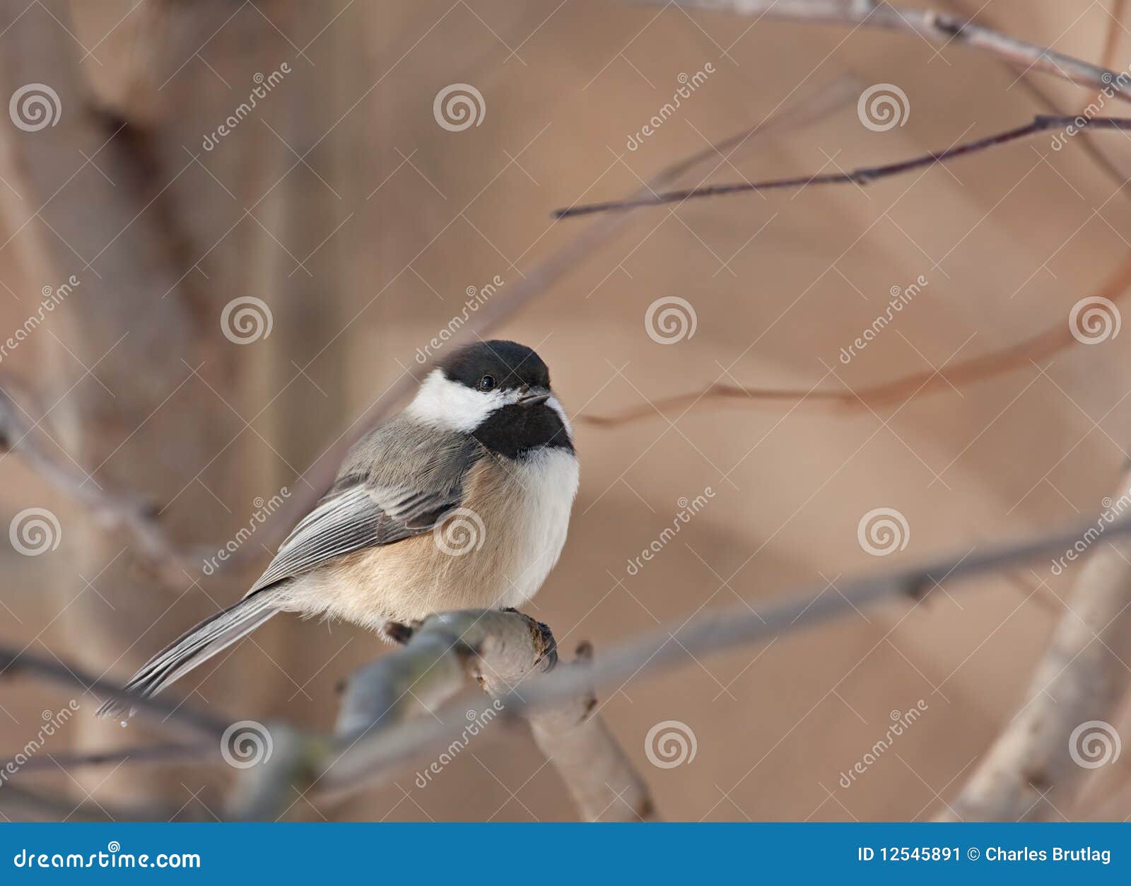 Black-capped Chickadee (Poecile Atricapilla) Stock Image - Image of ...