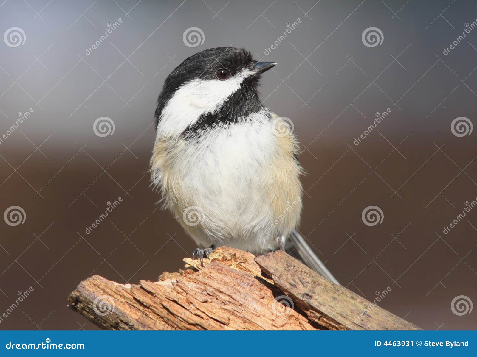 Black-capped Chickadee (poecile Atricapilla) Stock Image - Image of ...