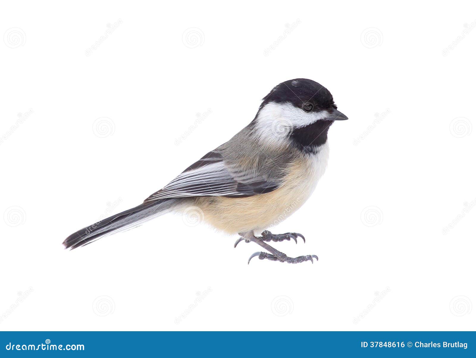 Black-capped Chickadee, Poecile Atricapilla, Isolated Stock Photo ...