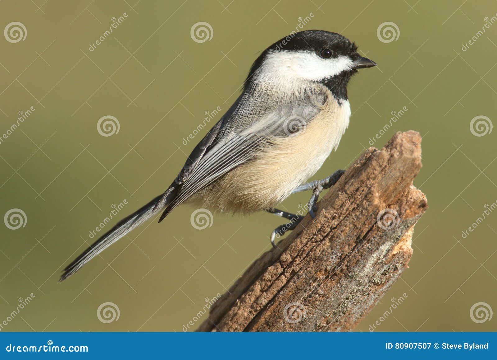 Black-capped Chickadee Poecile Atricapilla Stock Image - Image of fall ...
