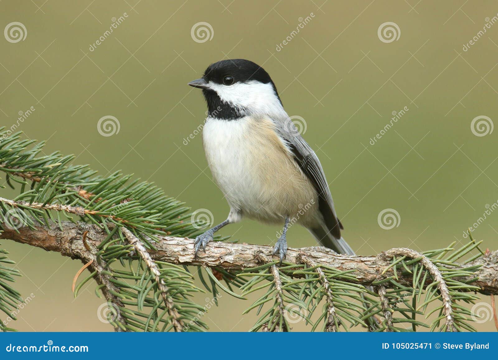 Black-capped Chickadee Poecile Atricapilla Stock Image - Image of fauna ...