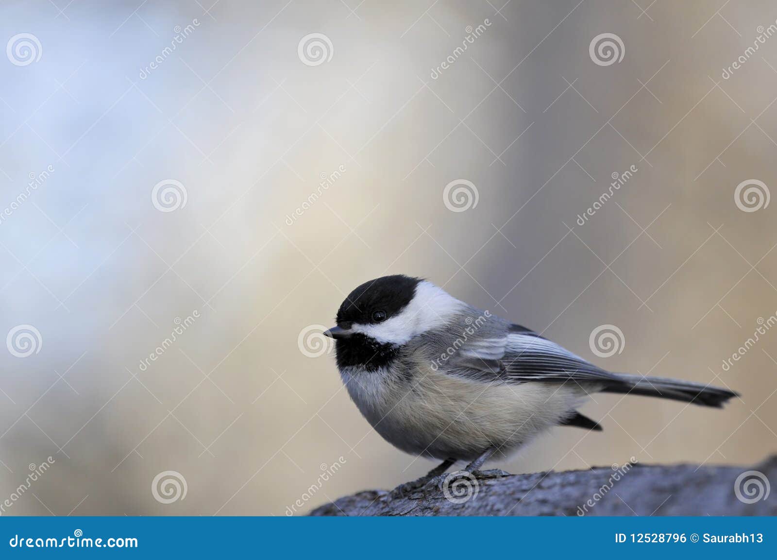 Black Capped Chickadee: Poecile Atricapillus Stock Photo - Image of ...