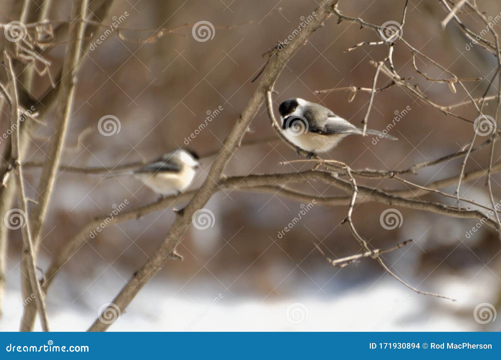 A Pair of Black-capped Chickadees Poecile Atricapillus Stock Photo ...
