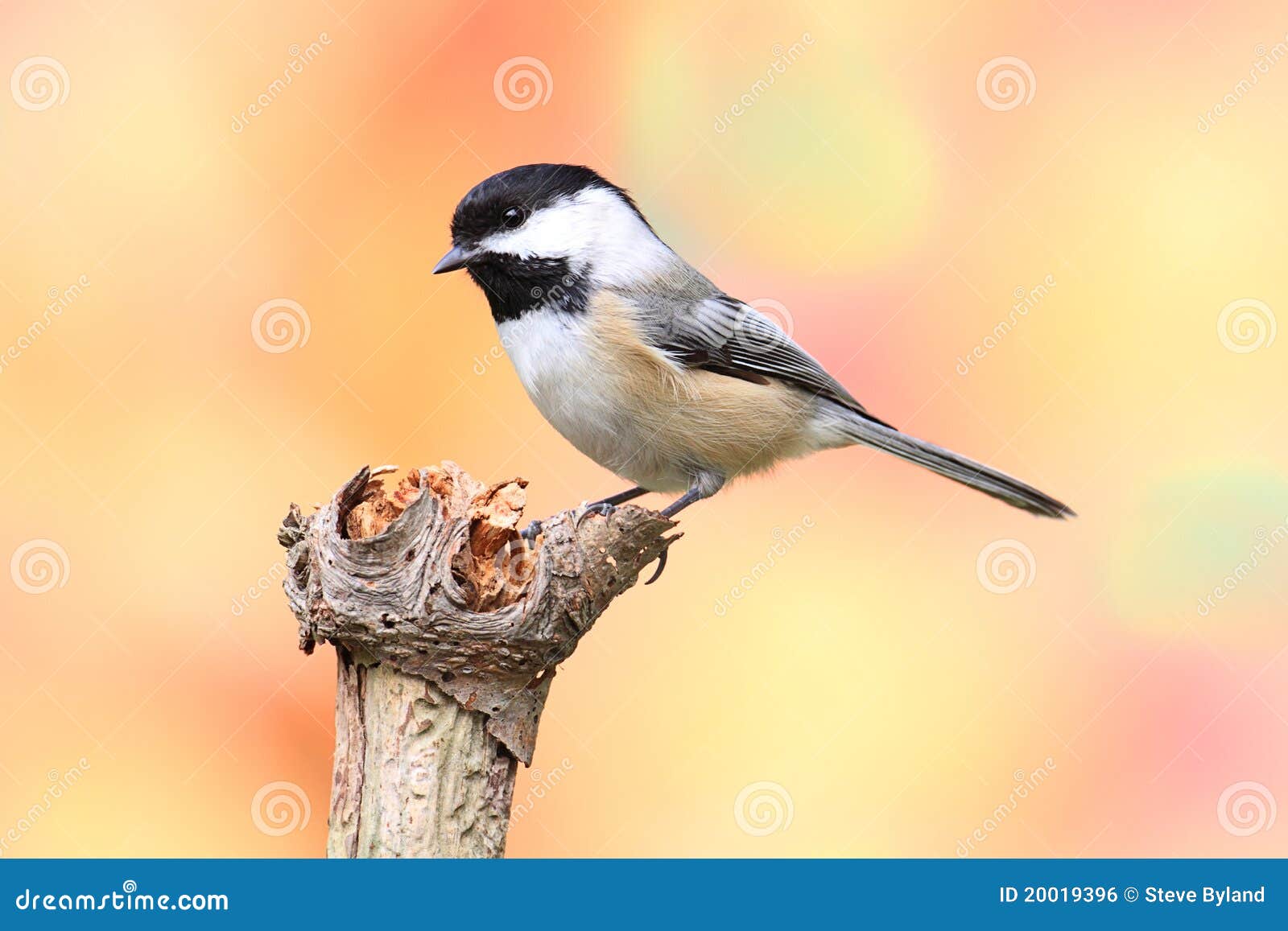 Black-capped Chickadee (Poecile Atricapillus) Stock Photo - Image of ...