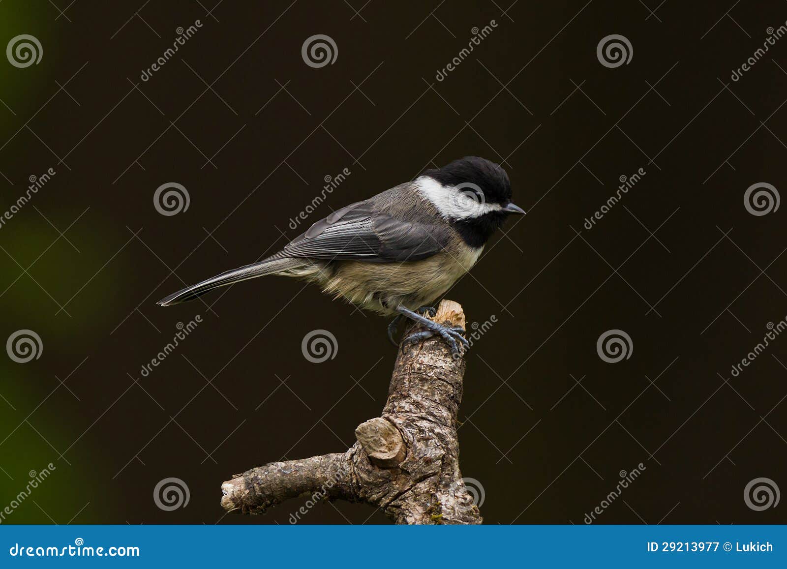 Black-capped Chickadee (Poecile Atricapillus). Stock Image - Image of ...