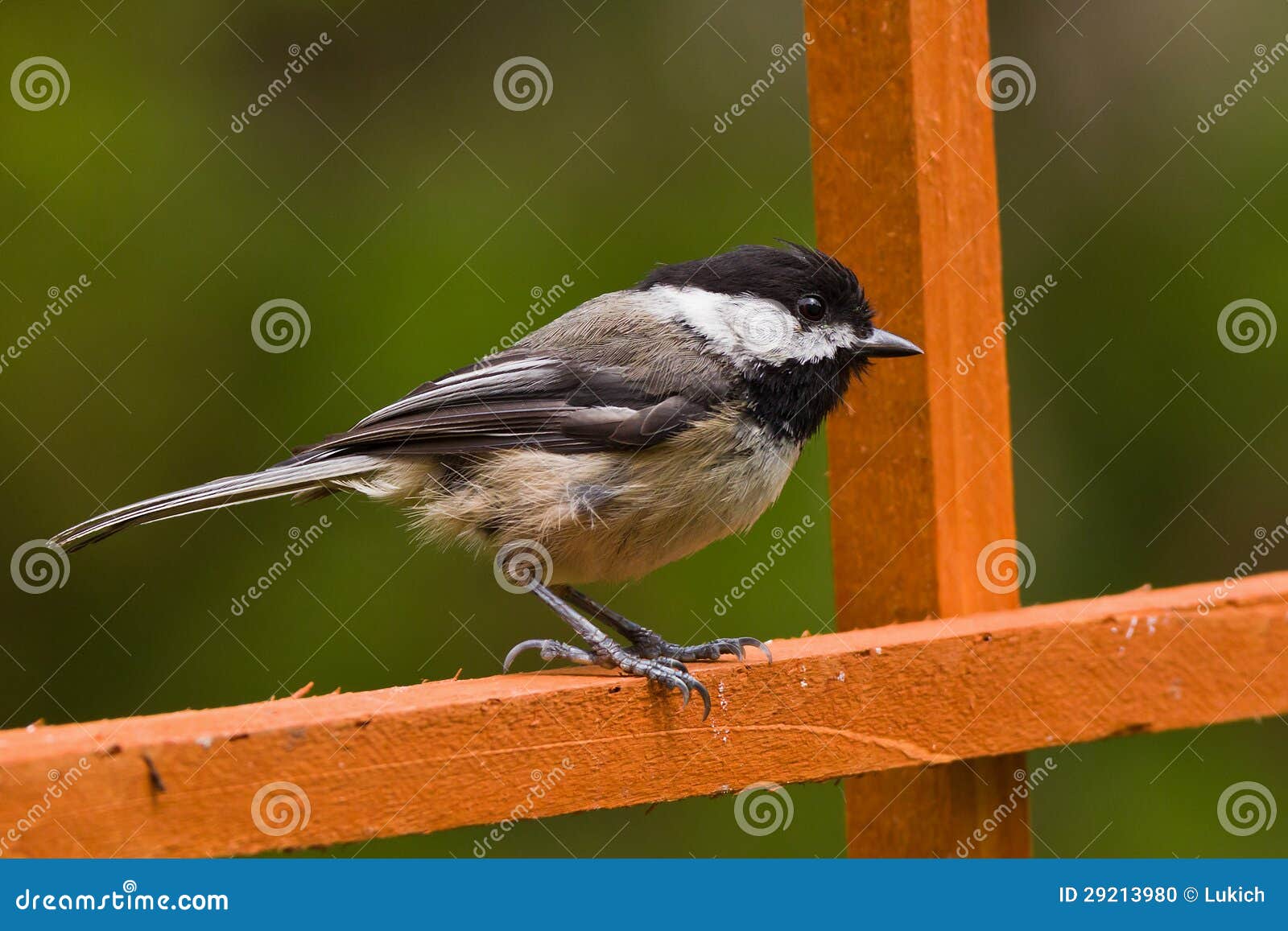 Black-capped Chickadee (Poecile Atricapillus). Stock Photo - Image of ...