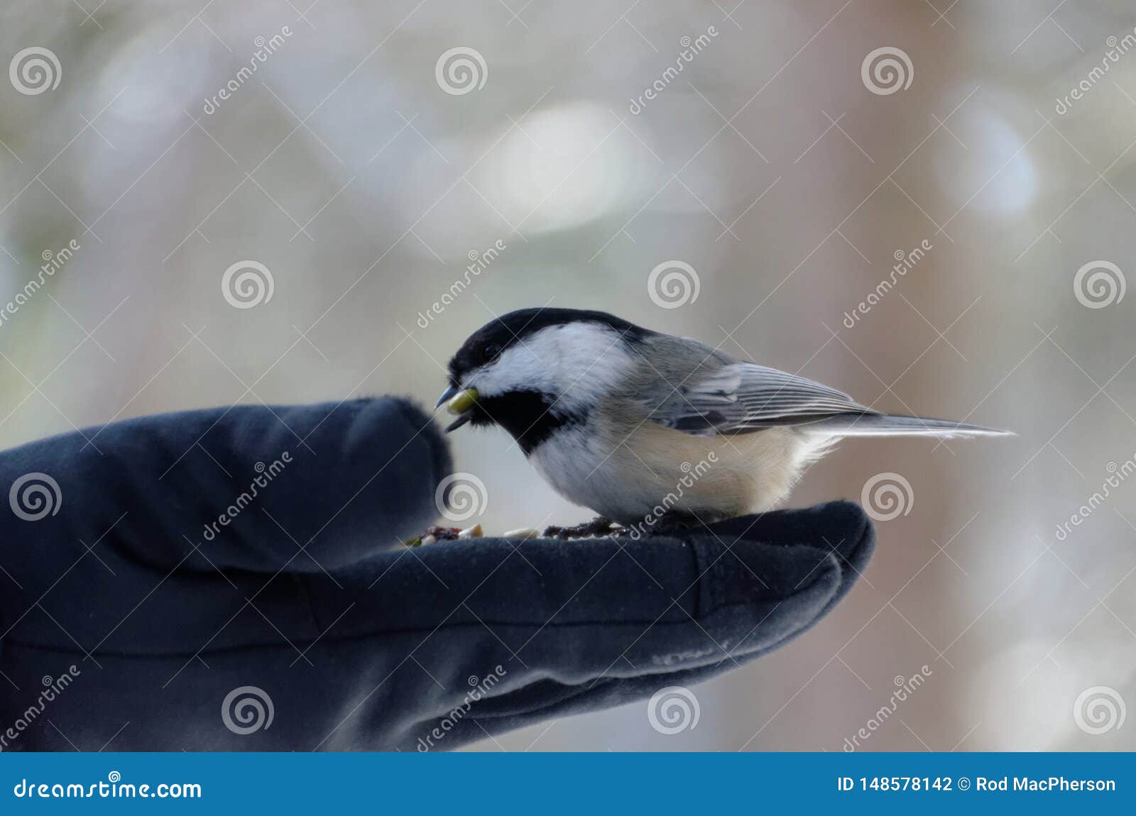 Black-capped Chickadee Poecile Atricapillus Stock Photo - Image of ...