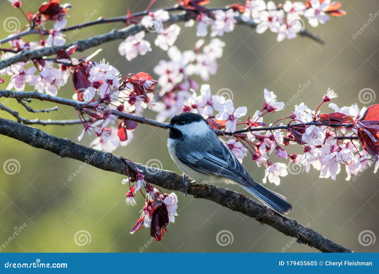 Black-capped Chickadee Perched on a Flowering Plum Tree in Spring Stock ...