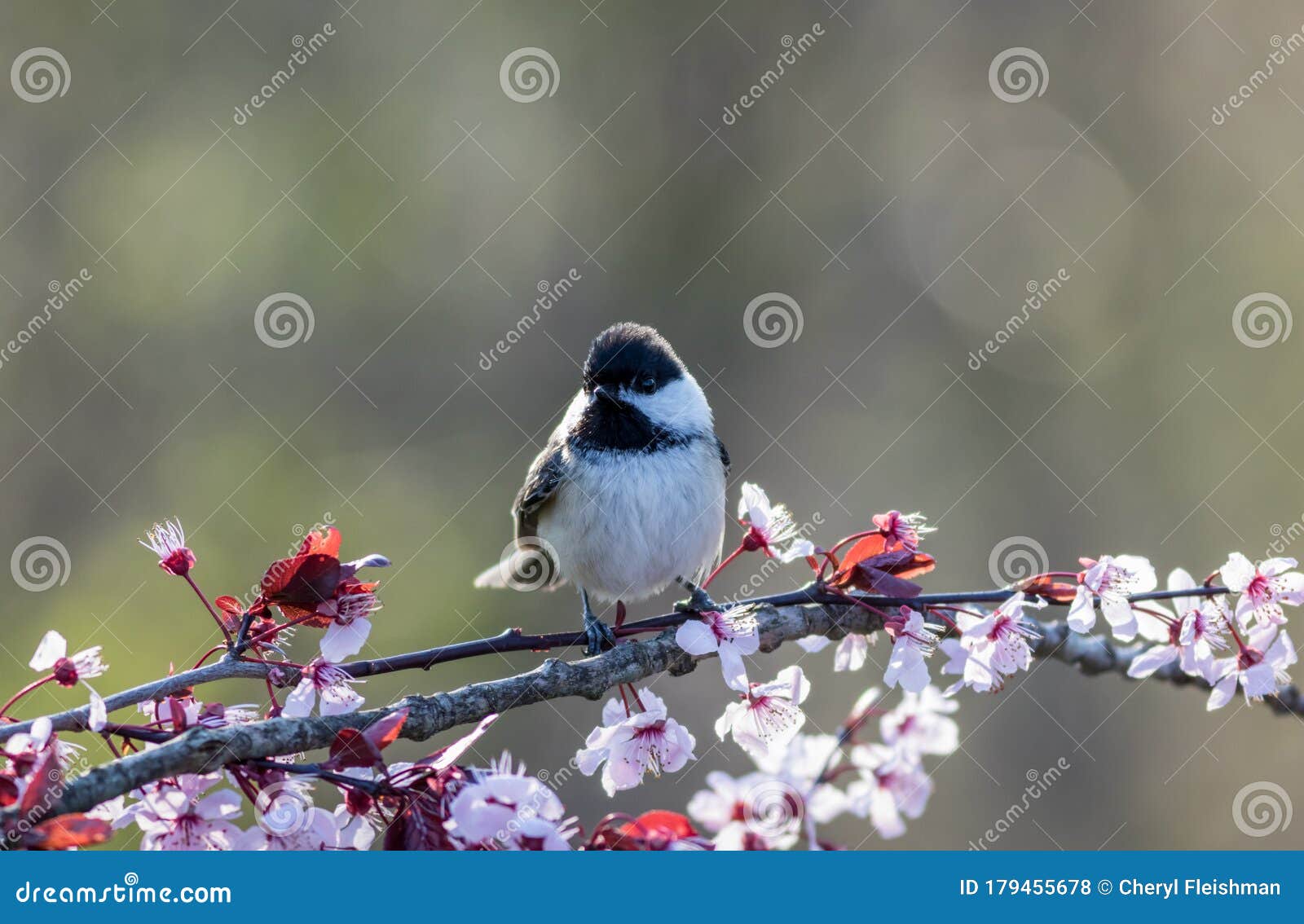 Black-capped Chickadee Perched on a Flowering Plum Tree in Spring Stock ...