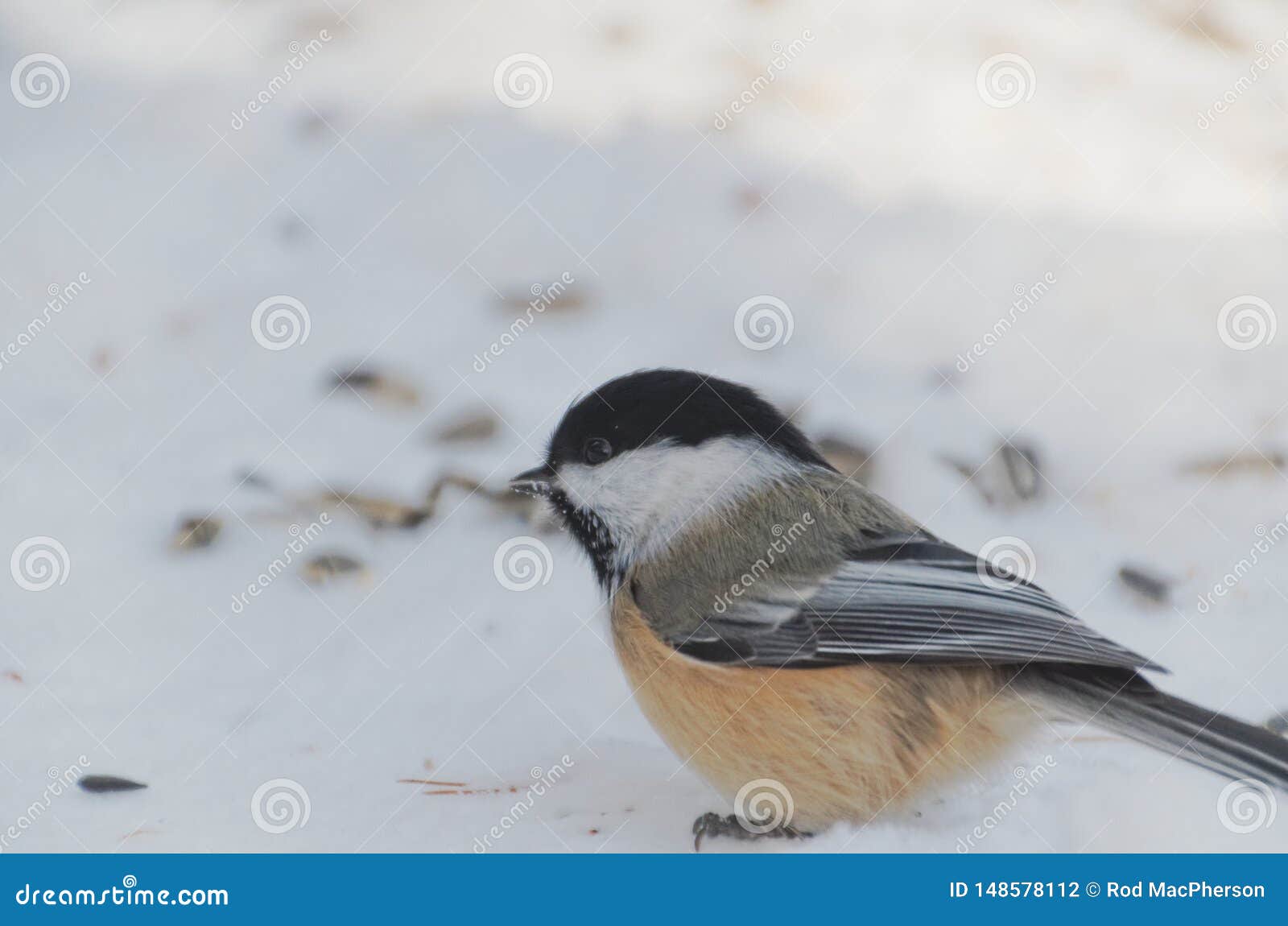 Black-capped Chickadee Poecile Atricapillus Stock Photo - Image of ...