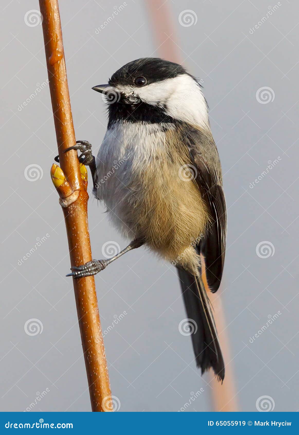 Black Capped Chickadee - Poecile Atricapillus Stock Image - Image of ...