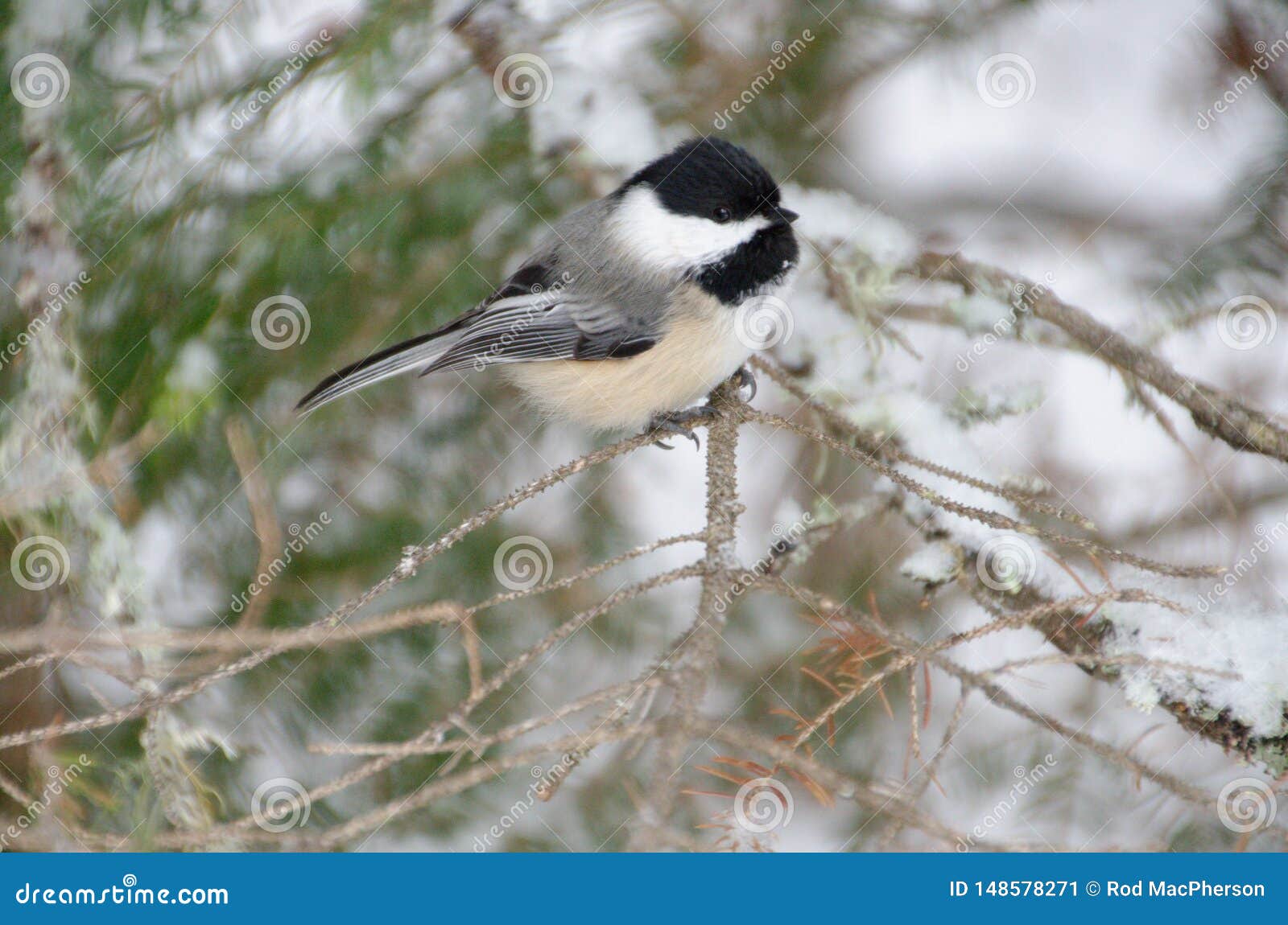 Black-capped Chickadee Poecile Atricapillus Stock Image - Image of ...