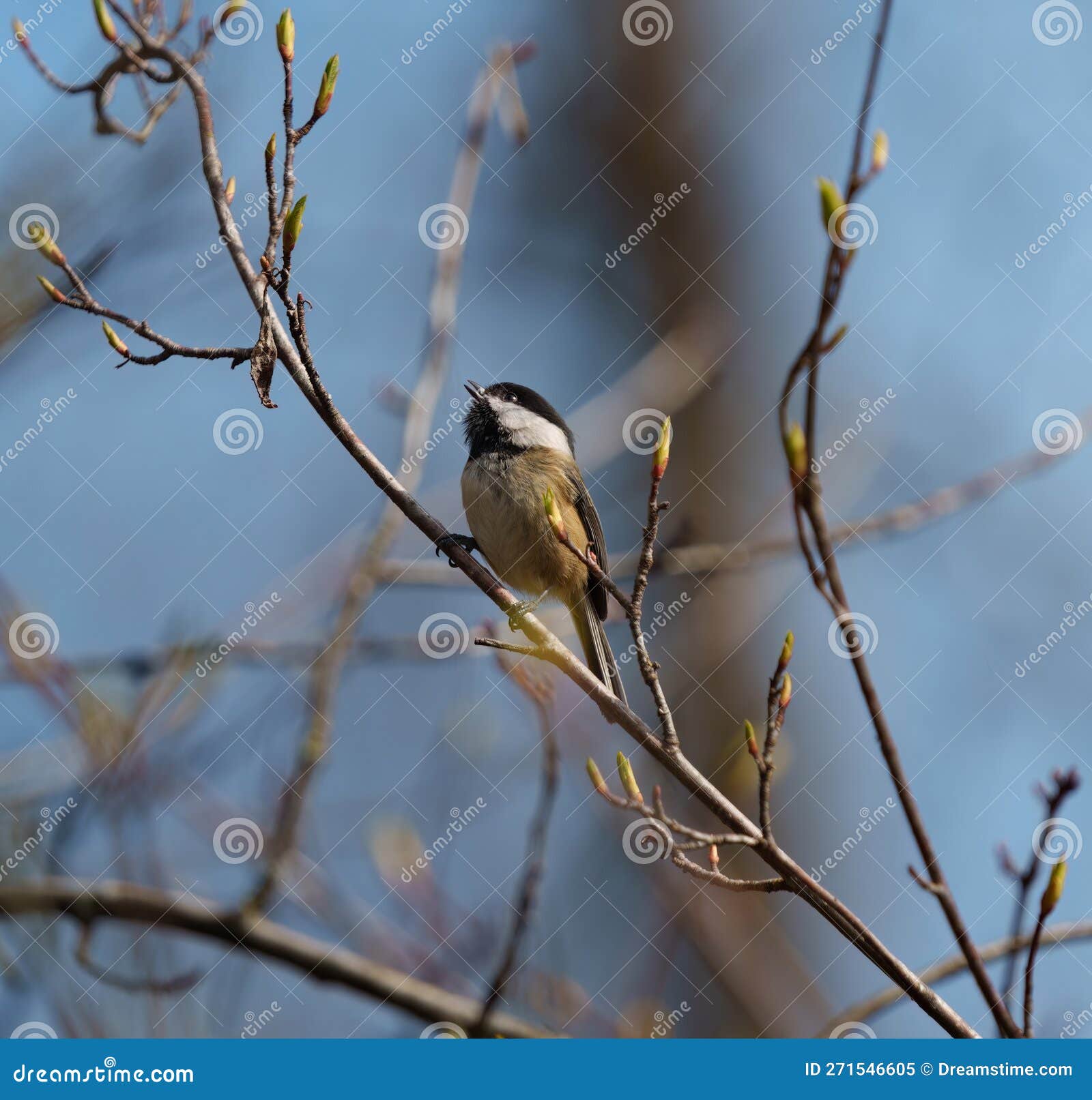 Black-capped Chickadee Resting on Tree Branch Stock Image - Image of ...
