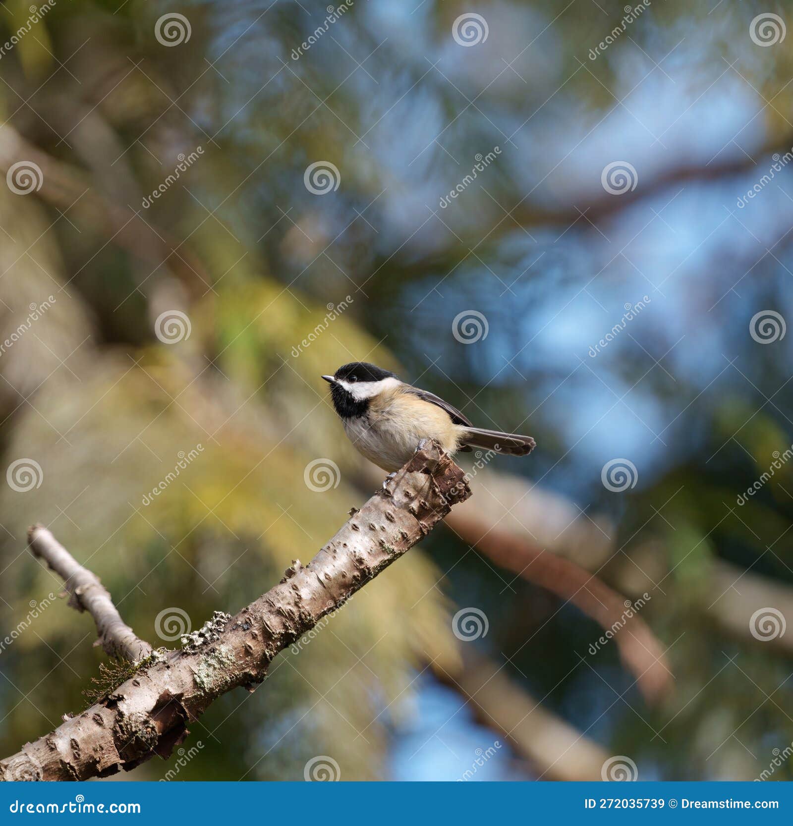 Black-capped Chickadee Resting on Tree Branch Stock Image - Image of ...