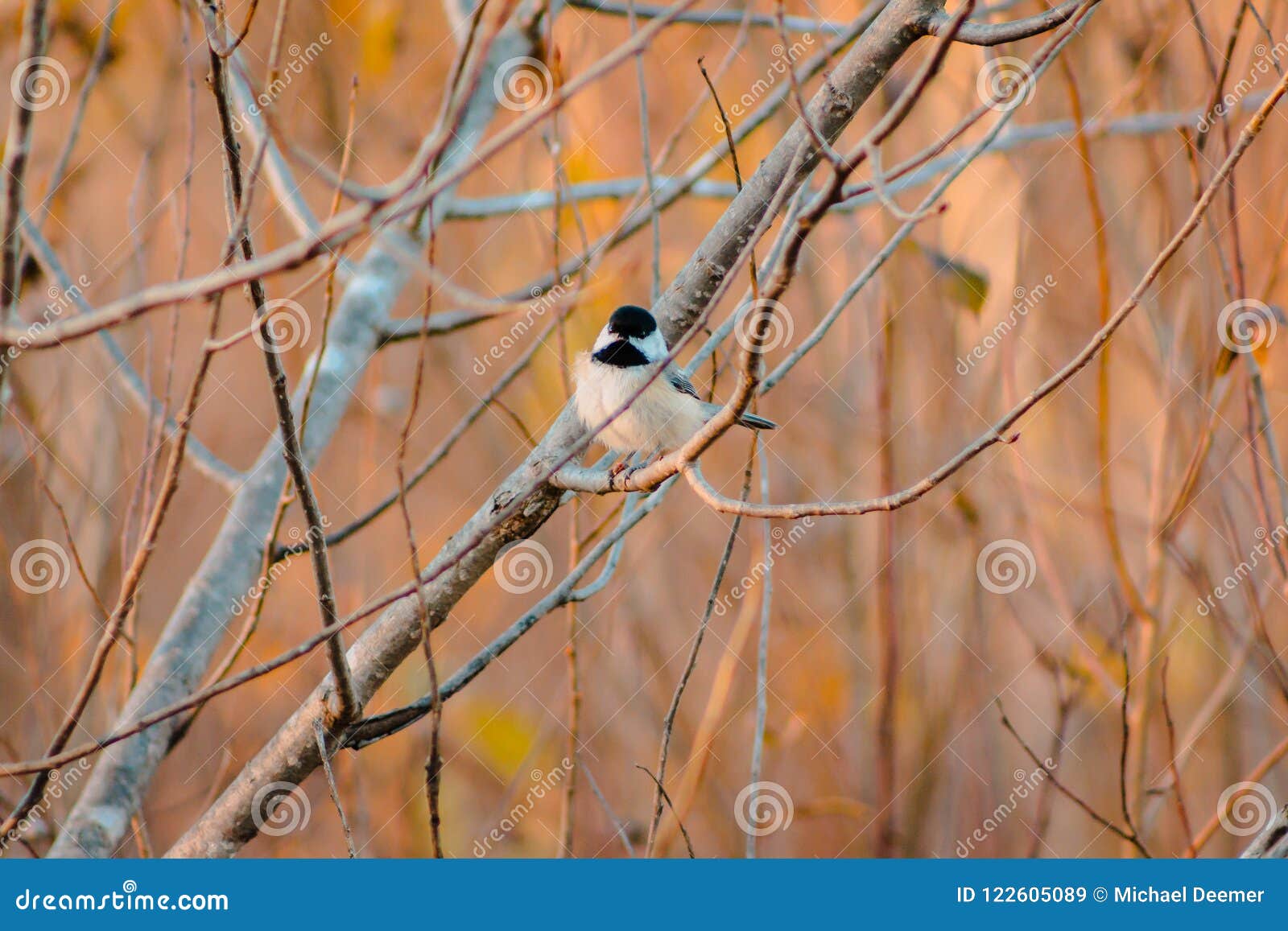 Black Capped Chickadee Ruffling Its Feathers in a Tree on an Autumn Day ...