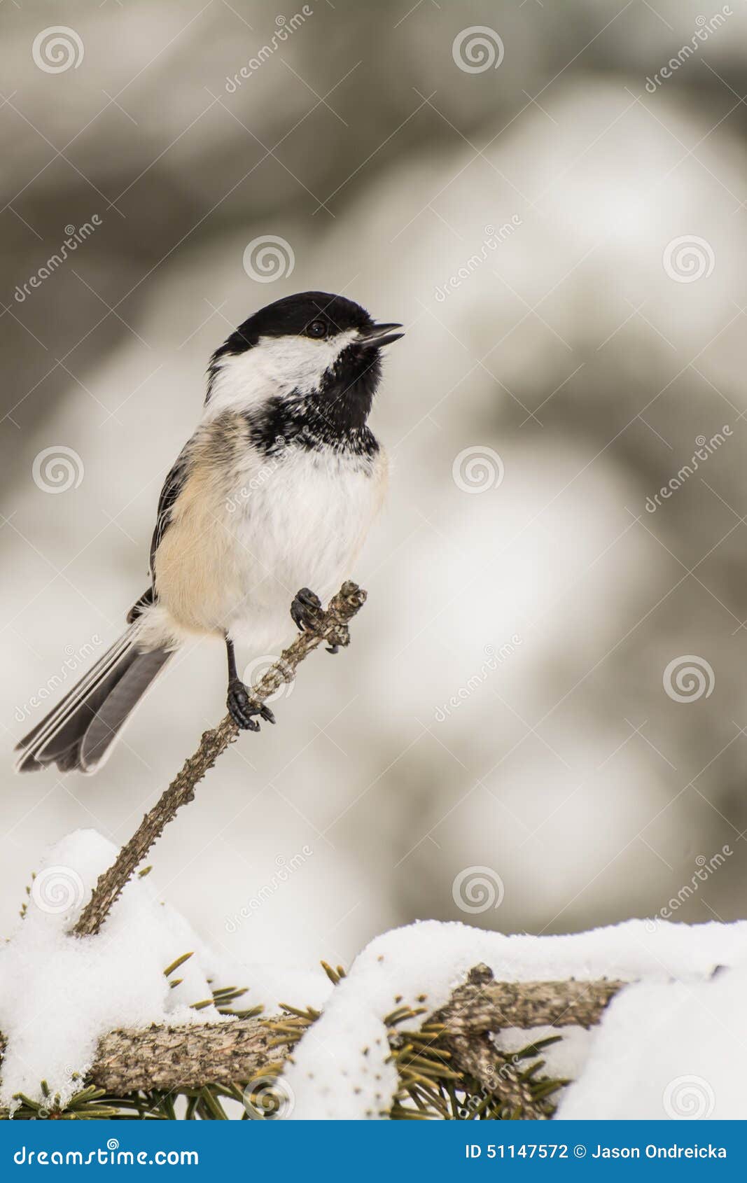 Black-capped Chickadee stock photo. Image of conservation - 51147572