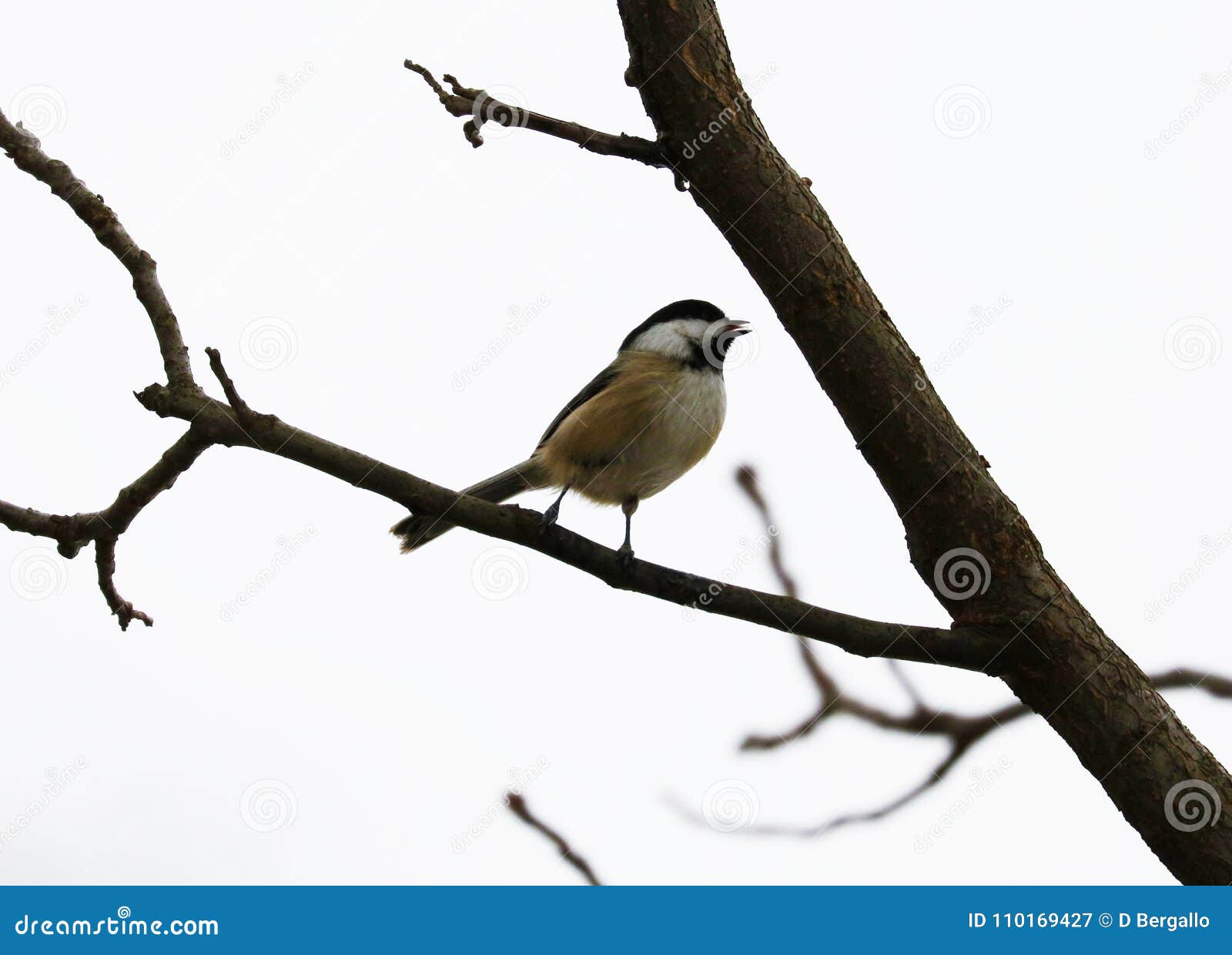Black-capped Chickadee Singing on a Tree Branch in Michigan Stock Image ...