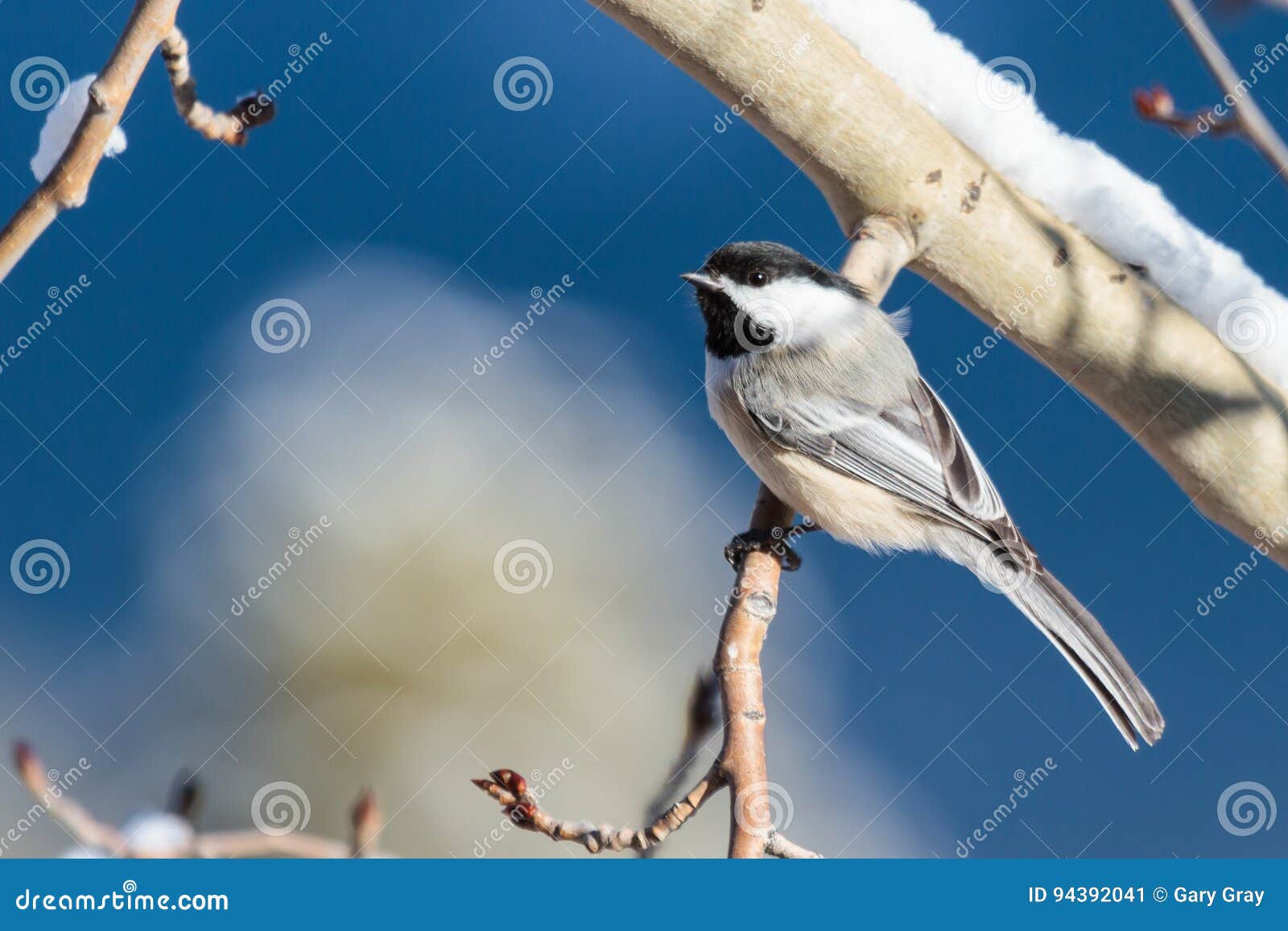 Black-capped Chickadee Sitting on a Tree Branch Stock Image - Image of ...