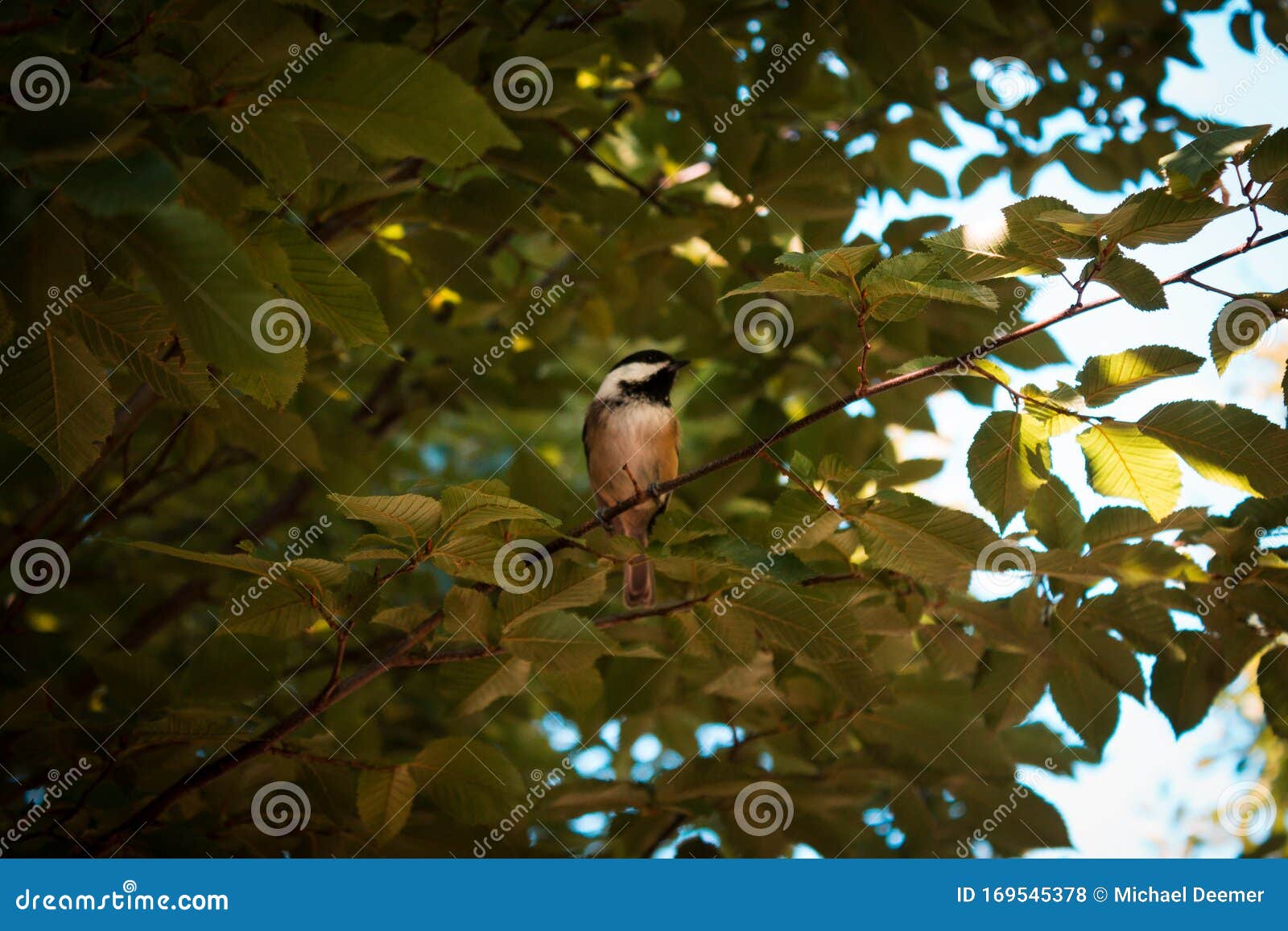 Black Capped Chickadee Sitting in a Tree Enjoying a Summer Day Stock ...