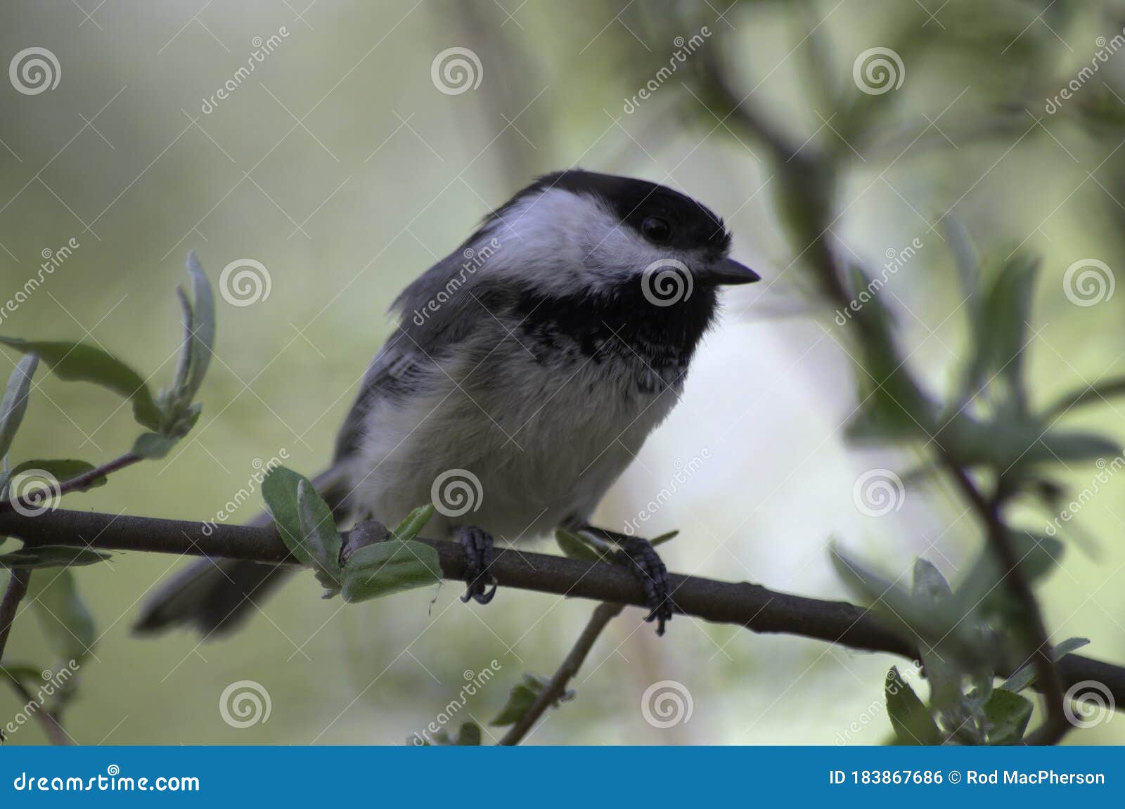 Black-capped Chickadee Sitting on a Twig Stock Photo - Image of ...