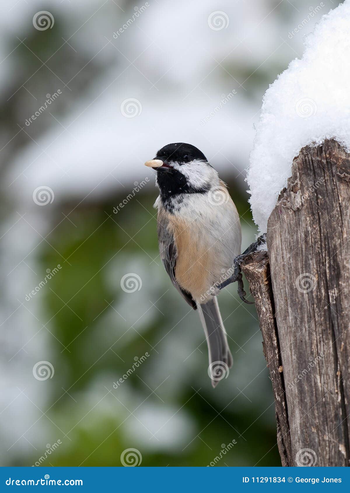 Black-capped Chickadee in Snow Stock Photo - Image of poecile, seed ...