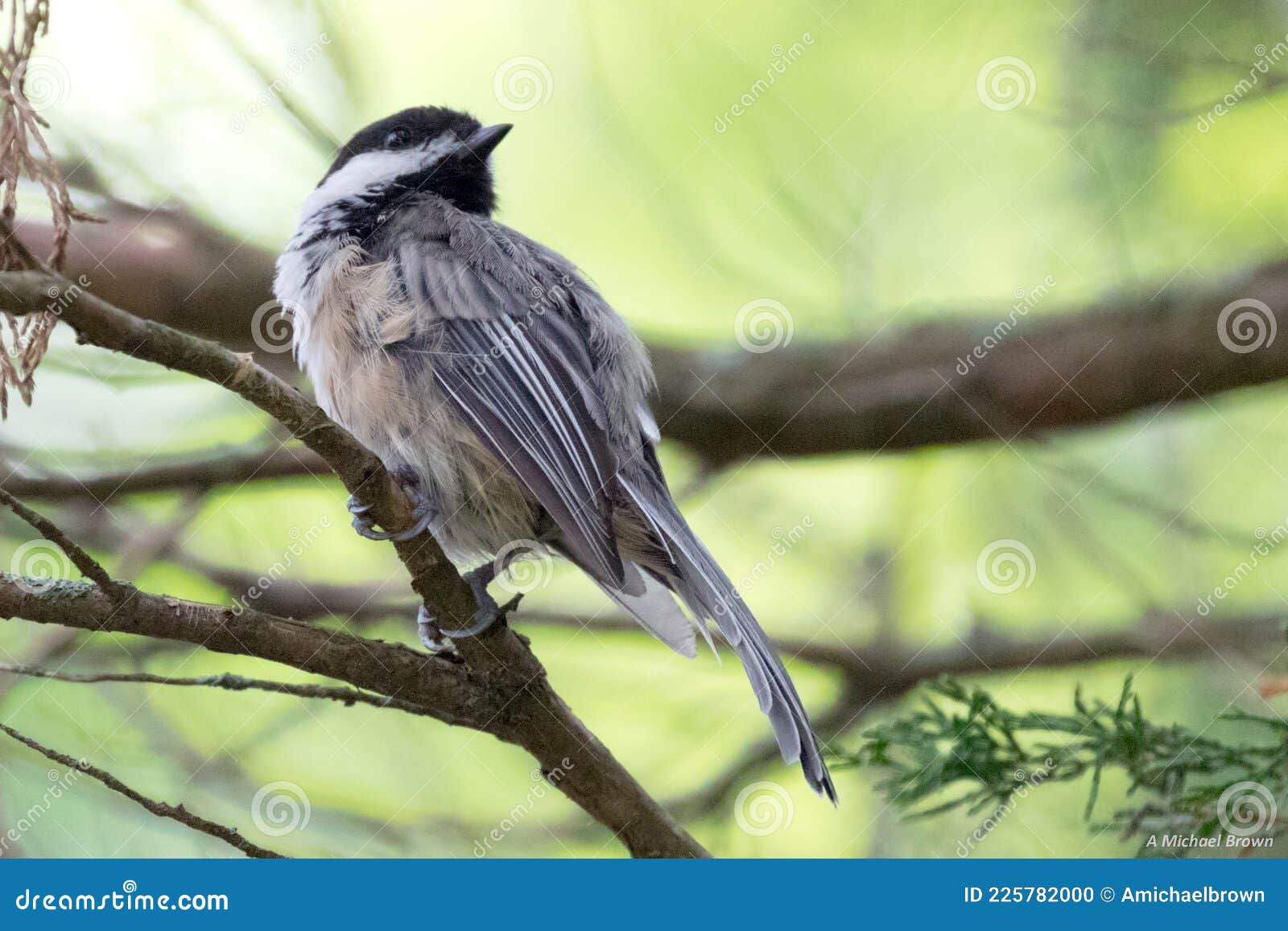 Black Capped Chickadee in a Tree Stock Photo - Image of beauty, ontario ...
