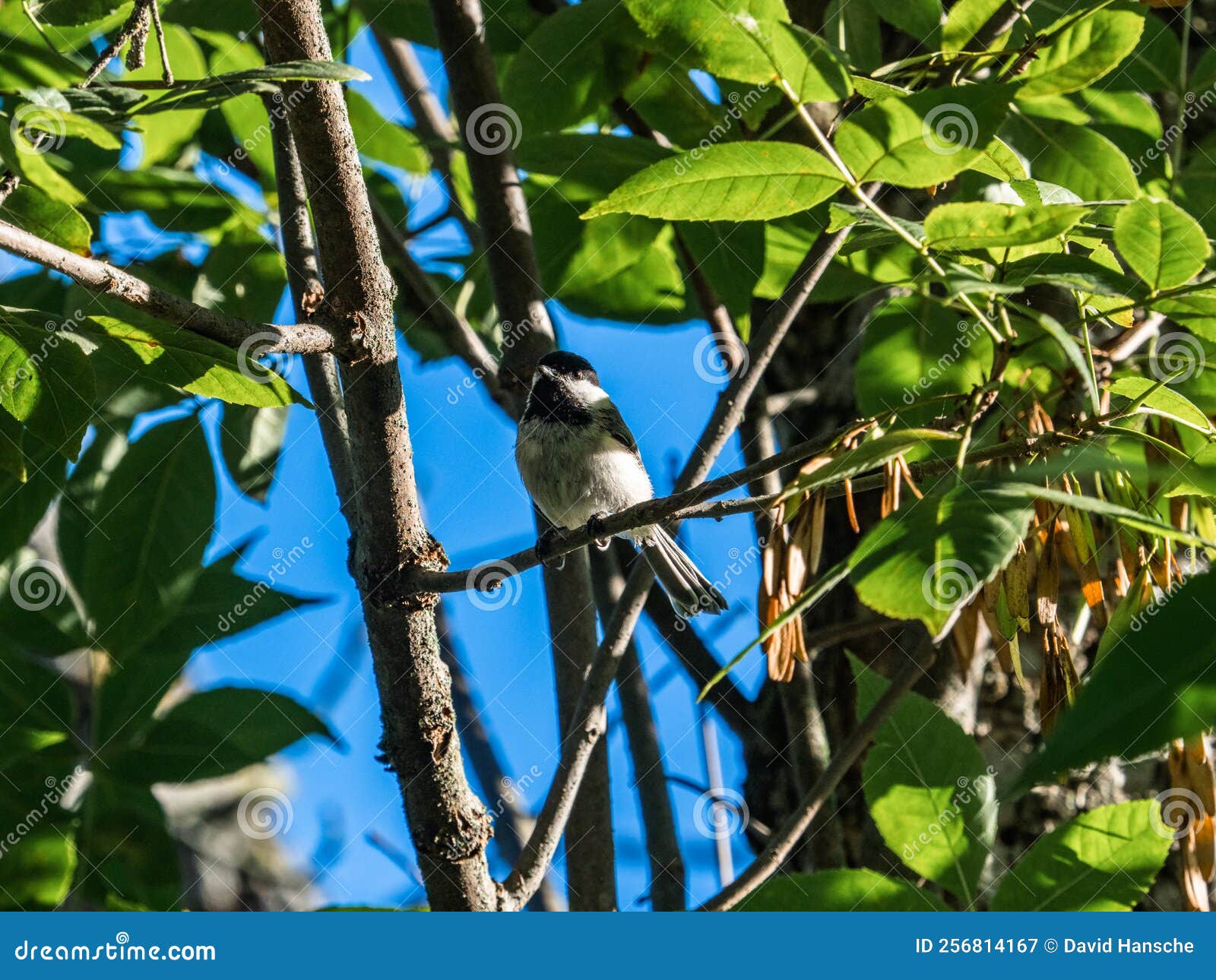 A Black-capped Chickadee in the Trees 1 Stock Image - Image of animal ...