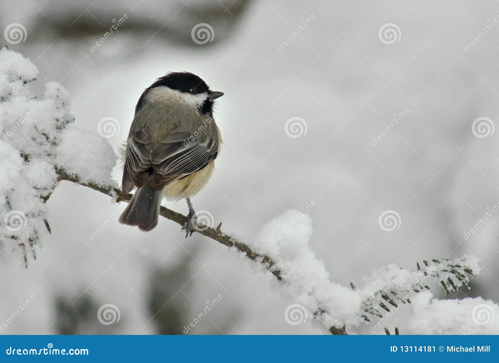 Black Capped Chickadee in Winter Snow Stock Image - Image of bird, cold ...