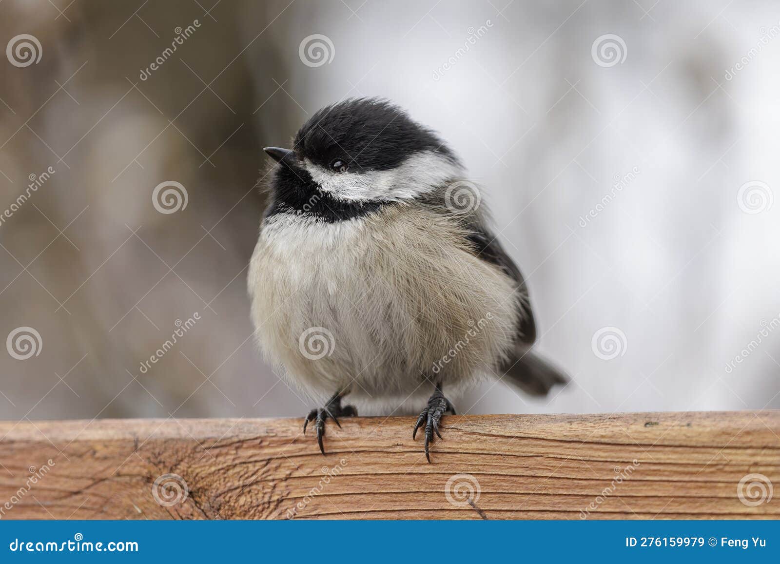 Black capped chickadees stock image. Image of columbia - 276159979
