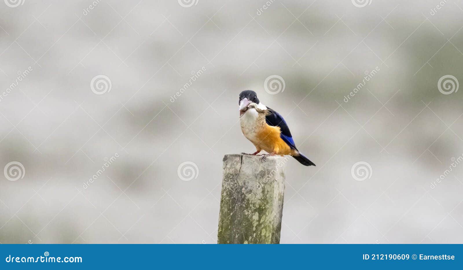 Black-capped Kingfisher Eating Mudskipper Stock Video - Video of ...