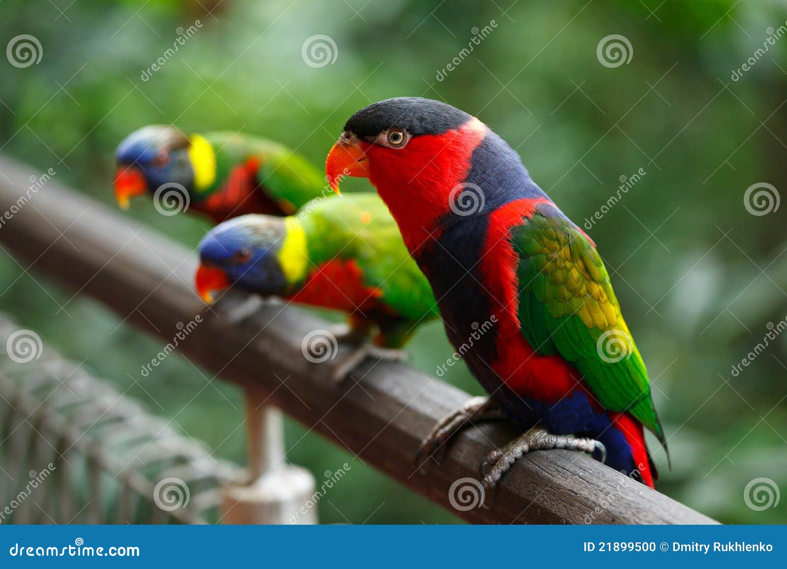 Black-capped Lories (Lorius Lory) Stock Photo - Image of animals, aves ...