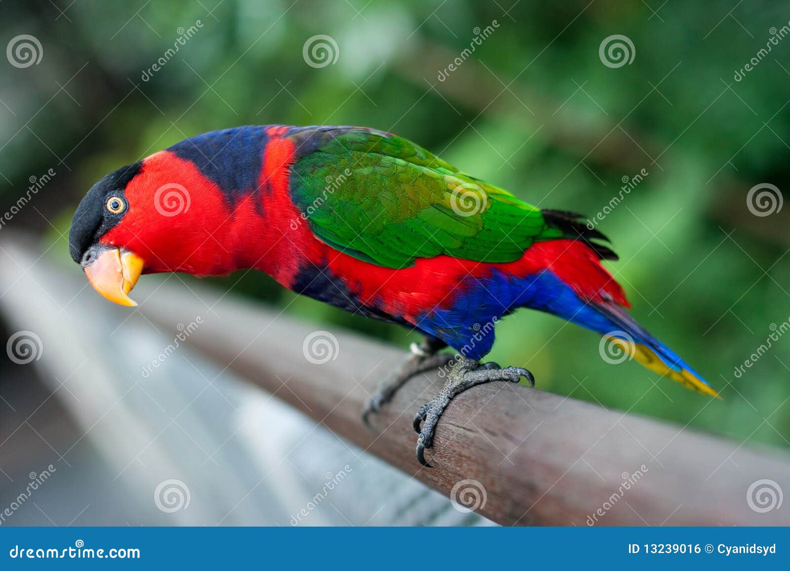 Black Lory, Chalcopsitta Atra, Dark Parrot From West Papua, New Guinea ...