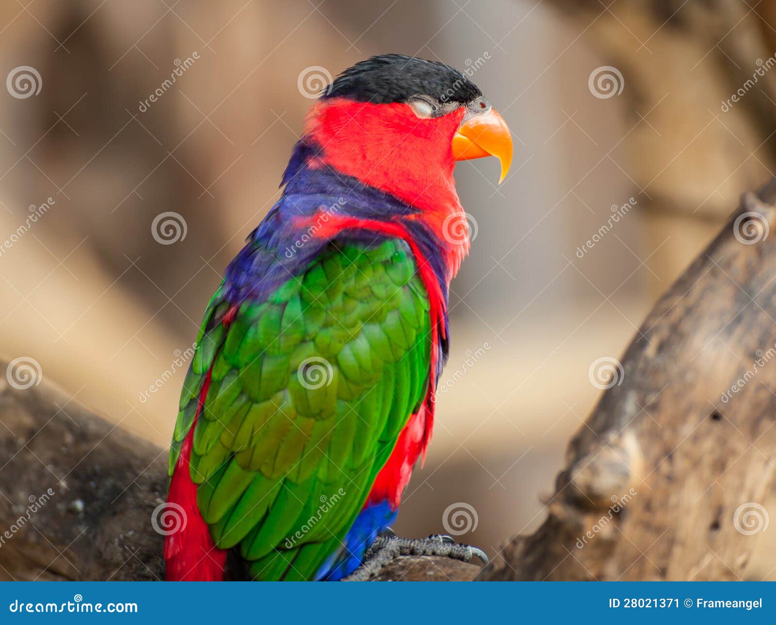Black-capped lory stock image. Image of portrait, endangered - 28021371