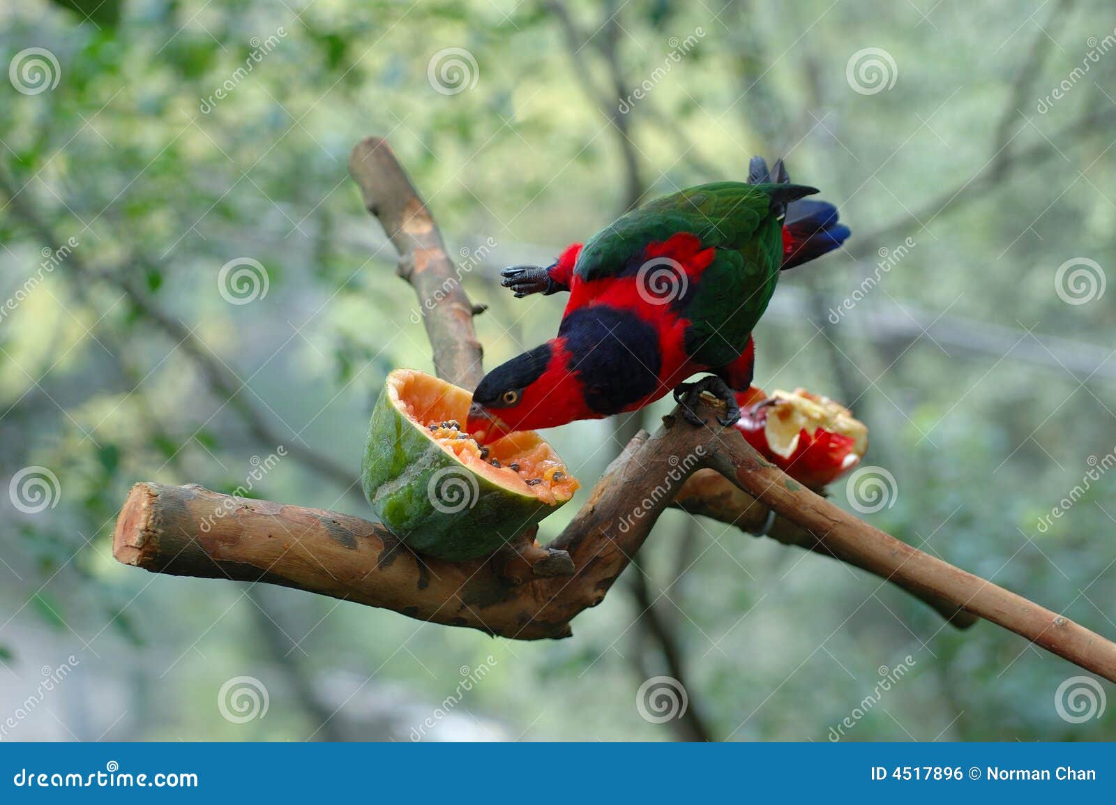 Black-capped lory stock photo. Image of lori, fruit, exotic - 4517896