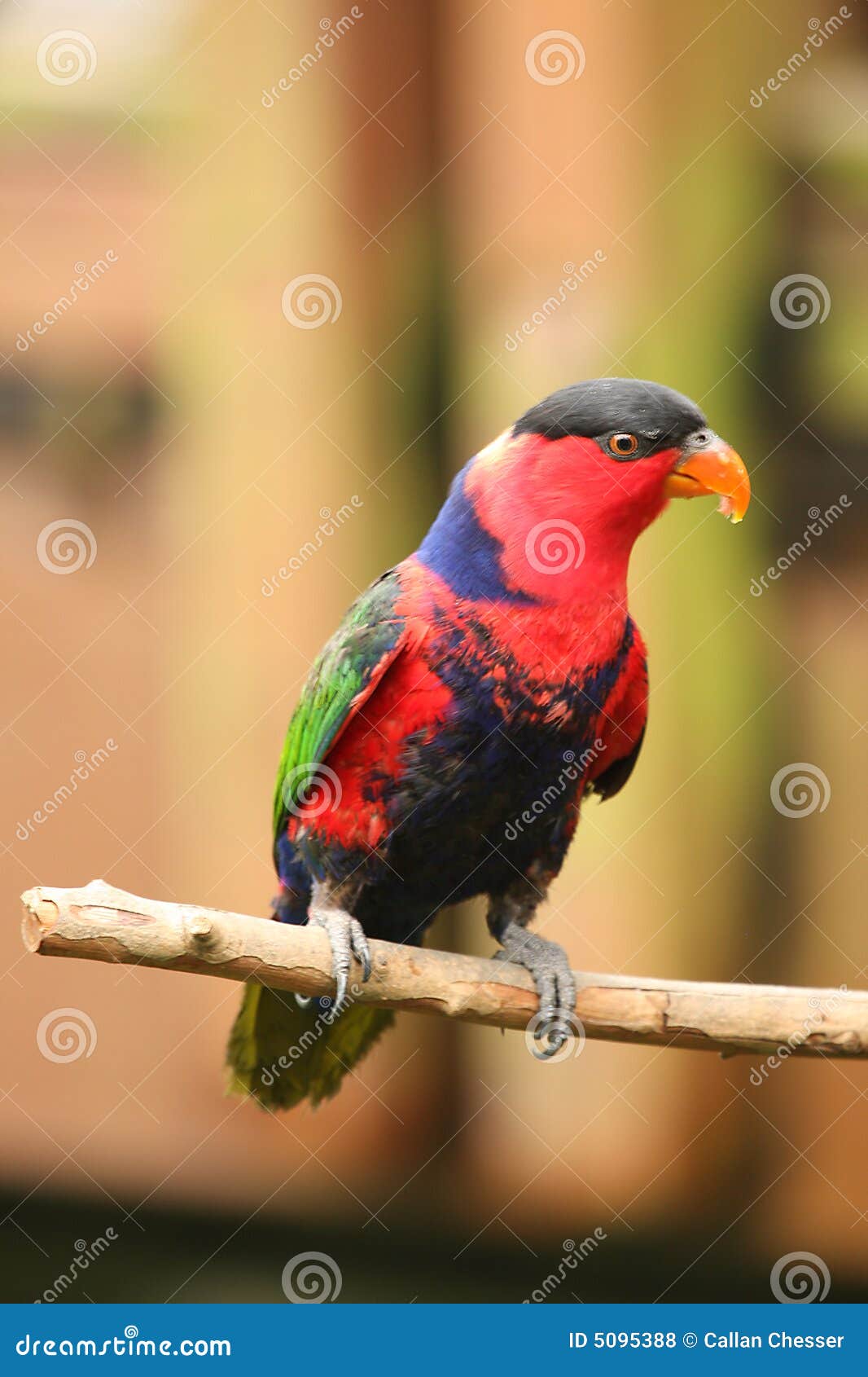 Black Capped Lory stock photo. Image of beak, bill, lory - 5095388