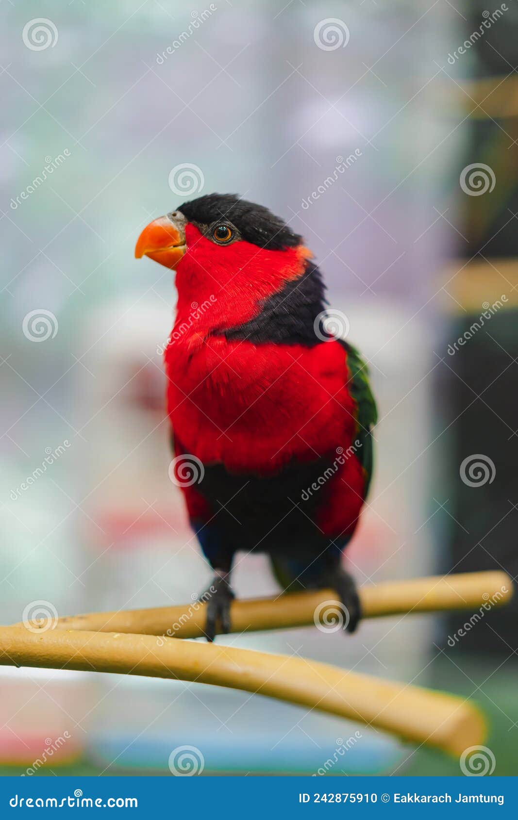 Black-capped Lory, Beautiful Stock Photo - Image of tropical, close ...