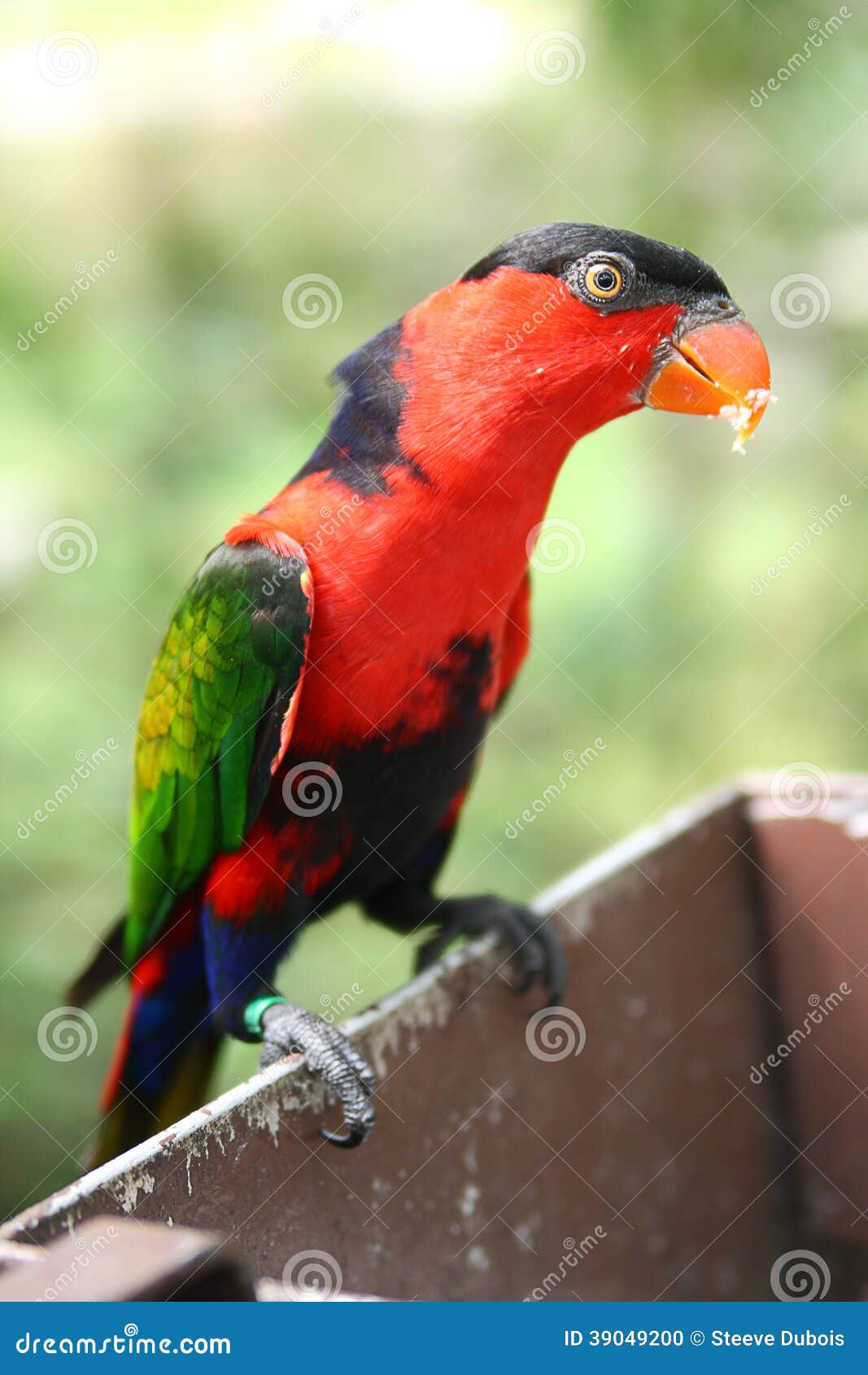 Black Capped Lory feeding stock photo. Image of feathery - 39049200