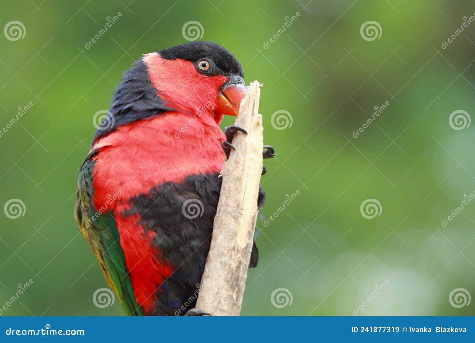 Black-capped lory stock image. Image of lorius, parrot - 241877319