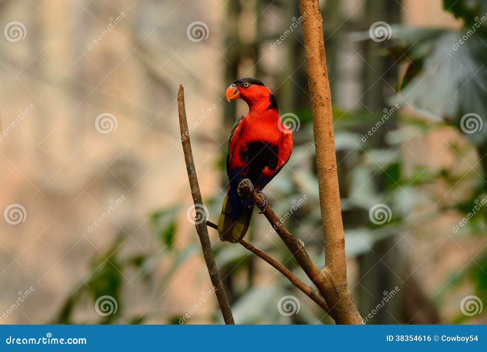 Black-capped Lory (Lorius Lory) Stock Photo - Image of birds, leafs ...