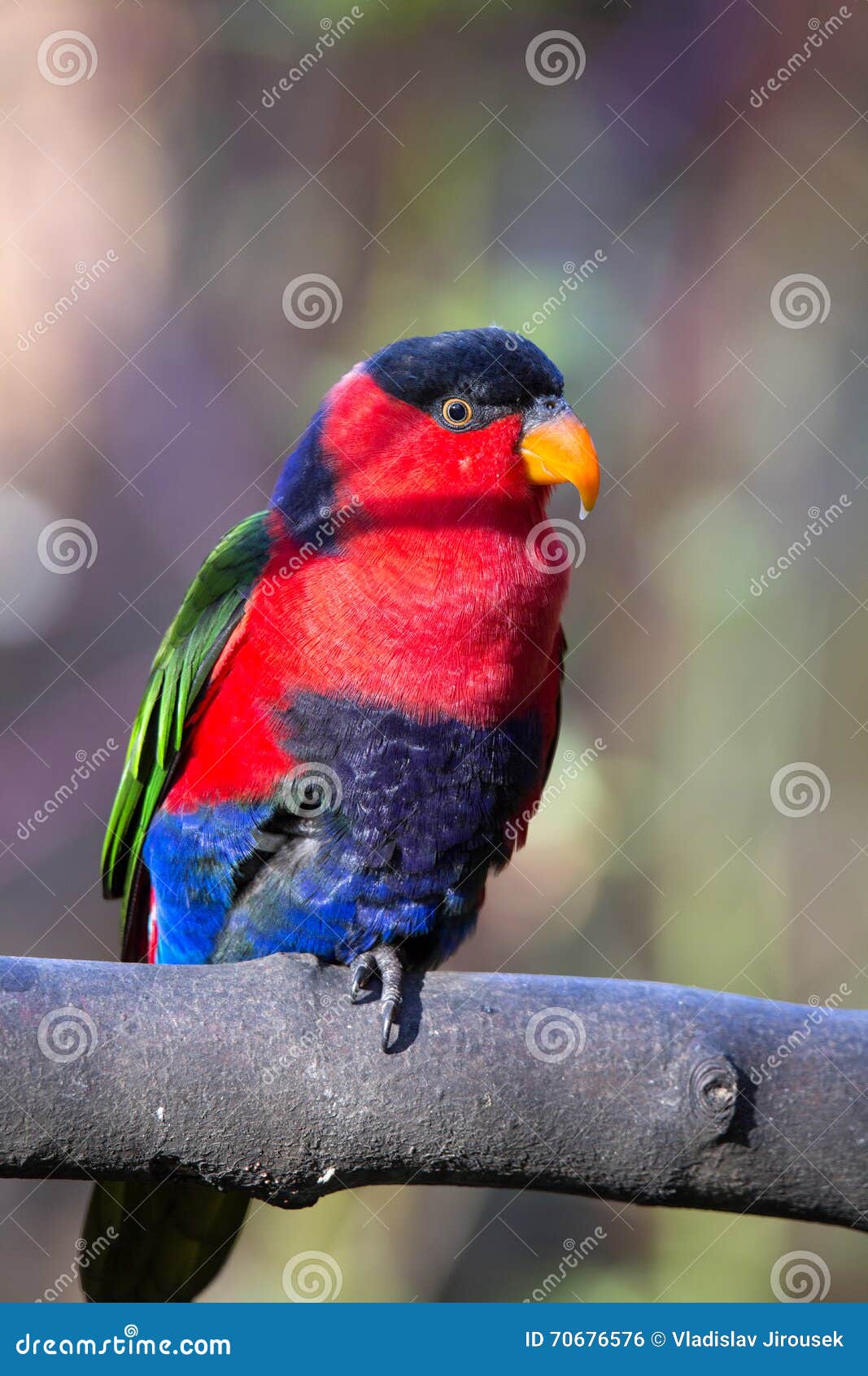 Black-capped Lory, Lorius Lory Erythrothorax, Full of Colors Stock ...