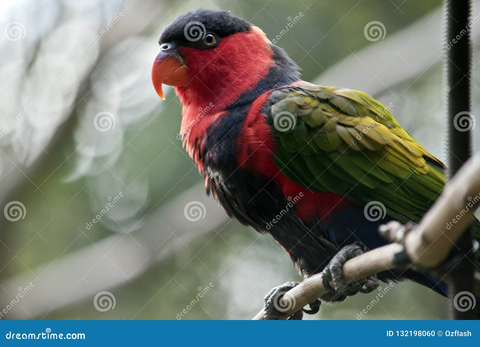 Black capped lory stock photo. Image of lory, close - 132198060