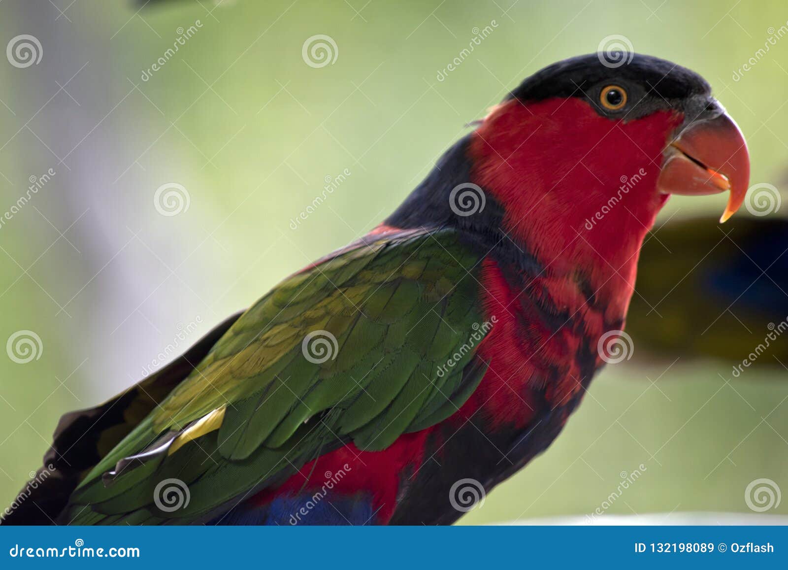 Black capped lory stock image. Image of parrot, bird - 132198089