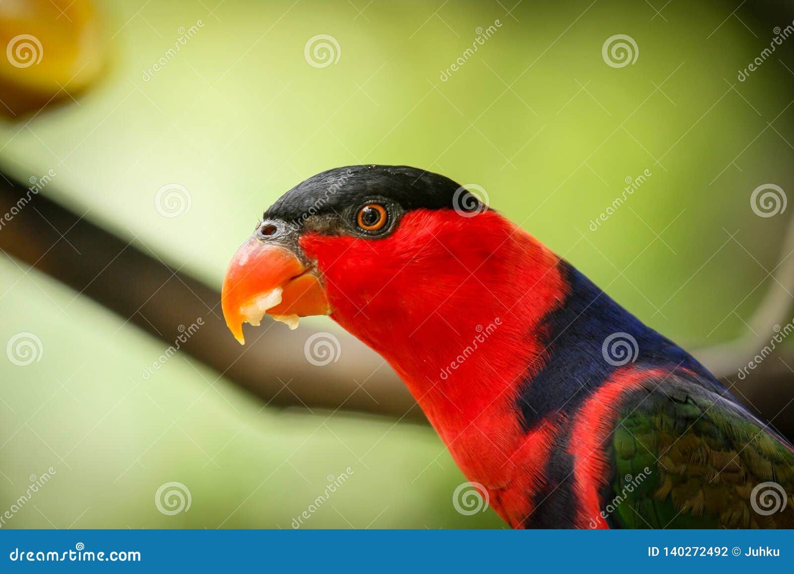Black Capped Lory on Tree Branch Stock Photo - Image of lory, colors ...