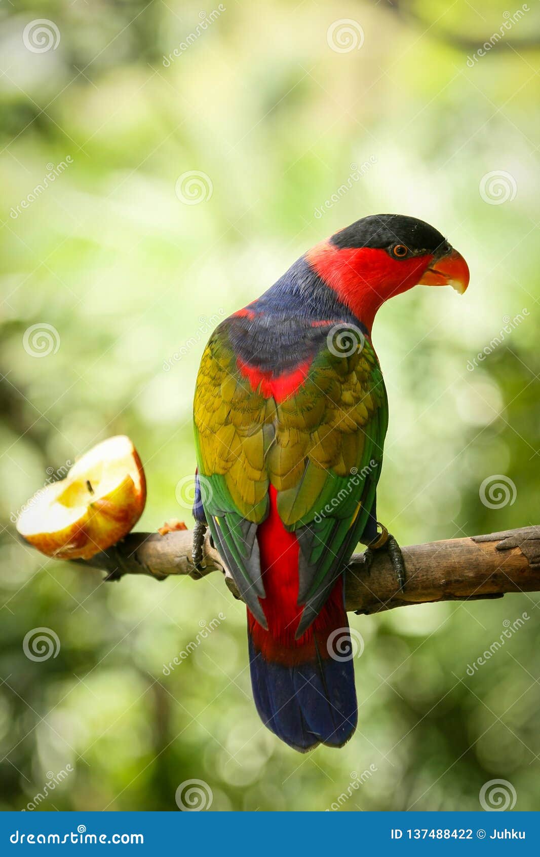 Black Capped Lory on Tree Branch Stock Photo - Image of lorius, colors ...
